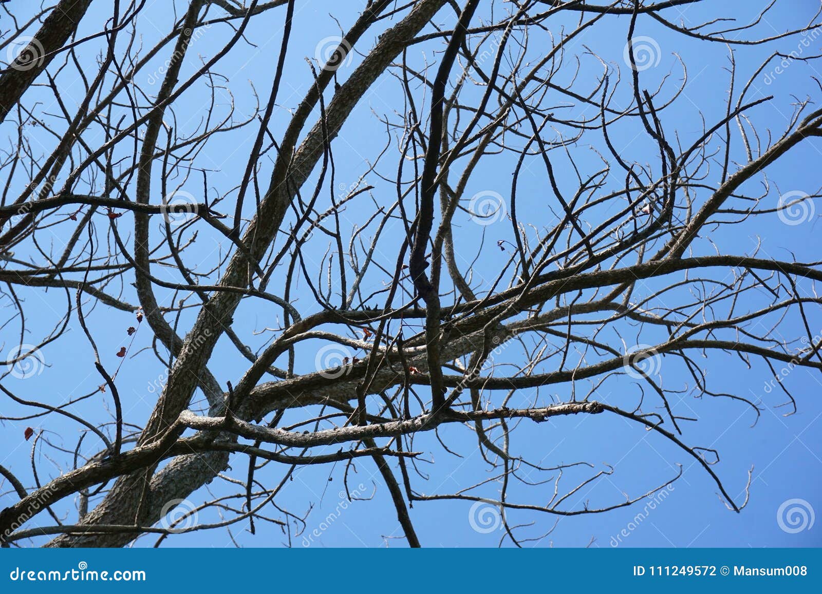 Dry Branch Tree in Nature Garden Stock Photo - Image of limb, close ...