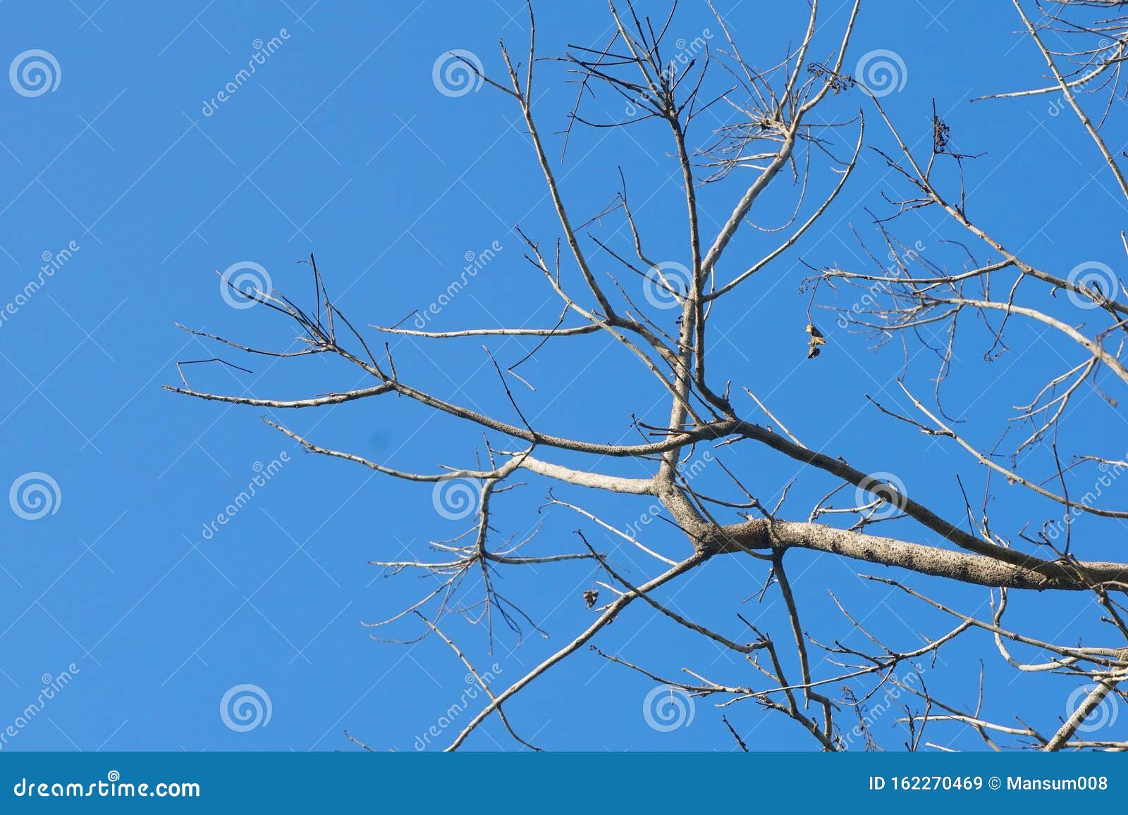 Dry Branch Tree in Nature Garden Stock Image - Image of environment ...