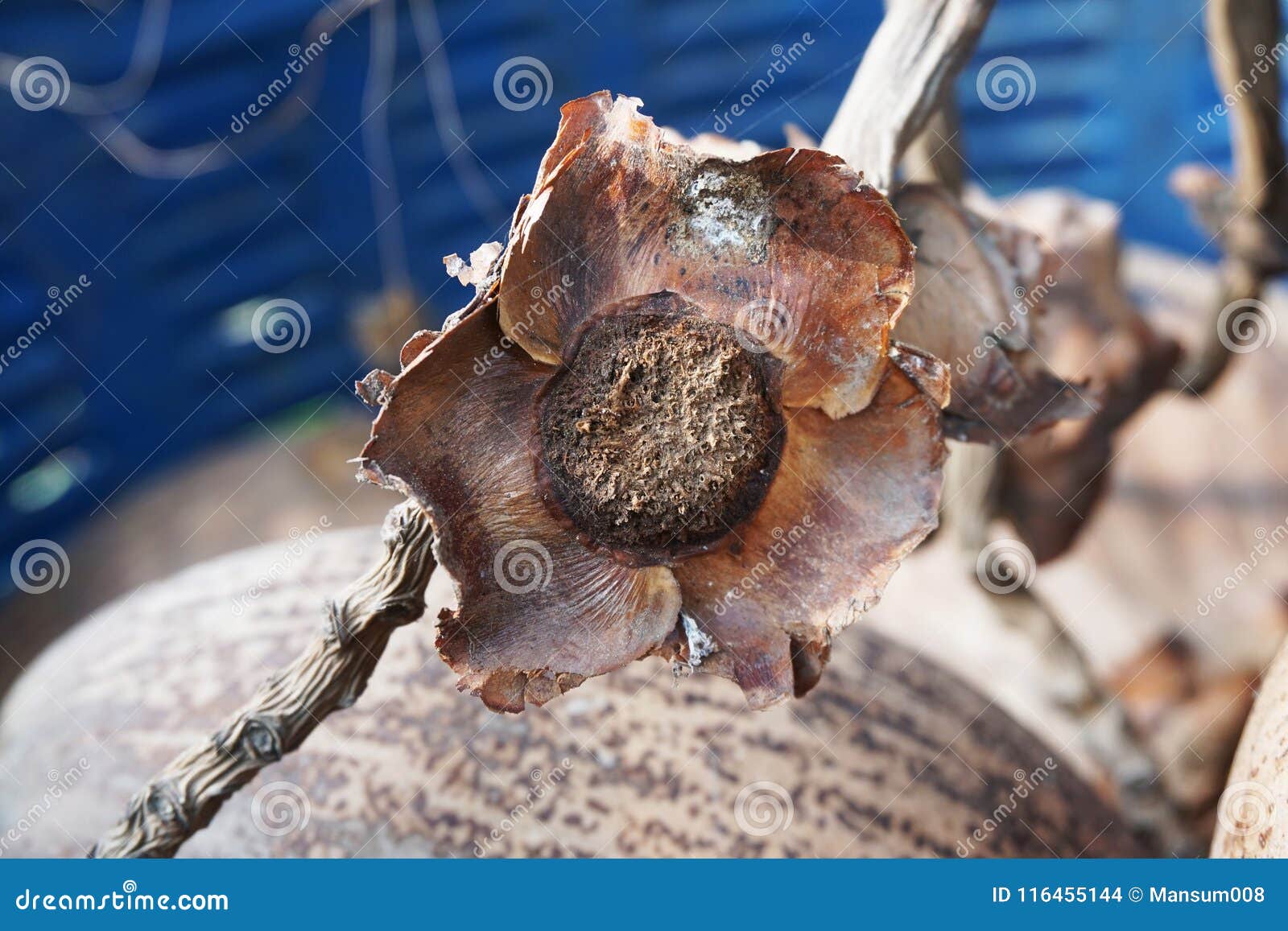 Dry coconut flower stock photo. Image of pollen, nature - 116455144