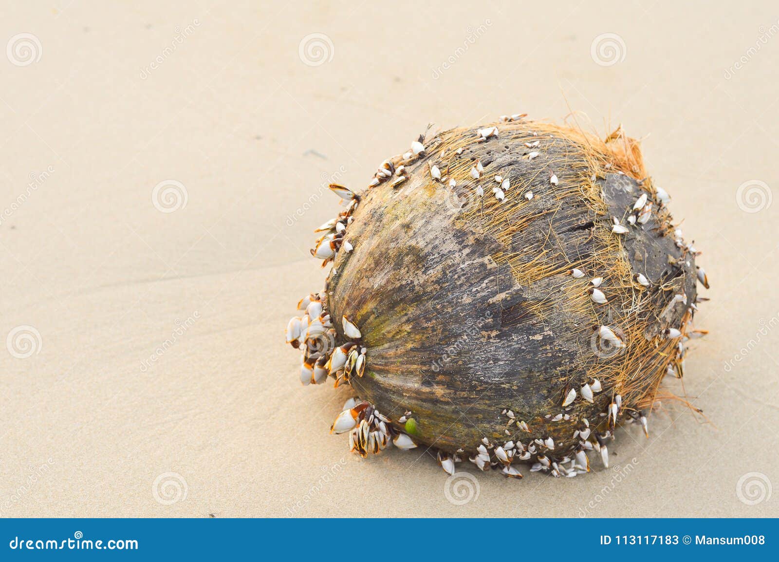 Dry Coconut Shell on the Beach Stock Image - Image of floor, outdoor ...