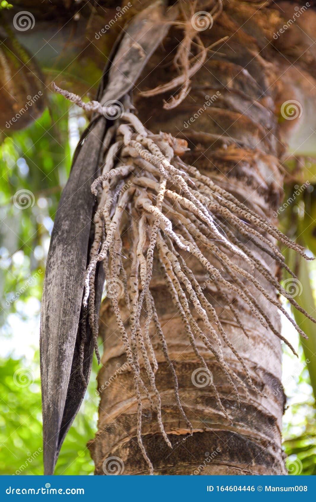Dry coconut on the tree stock photo. Image of forest - 164604446