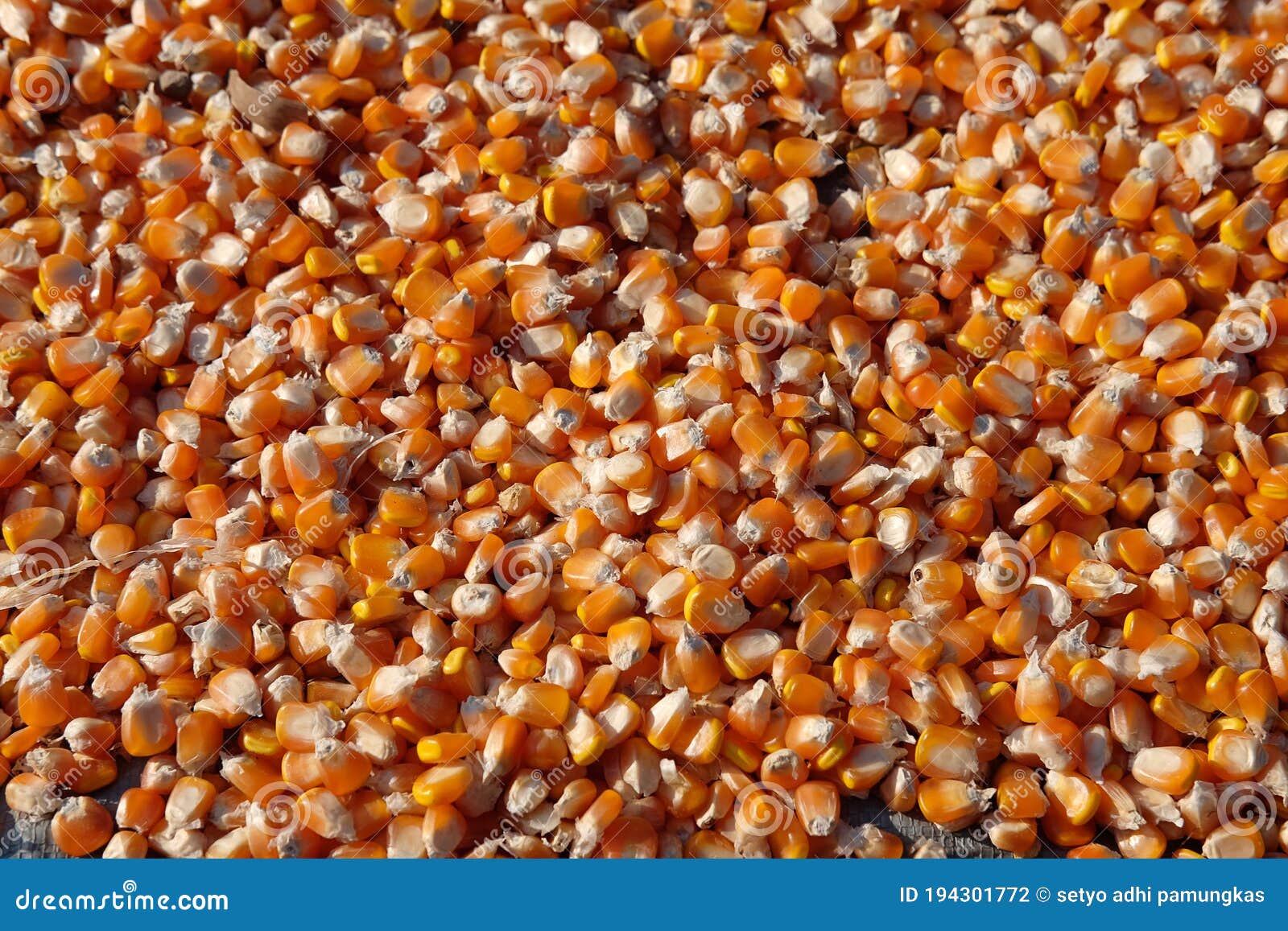 Close Up of Dry Corn in the Sun Stock Photo - Image of kernels, crop ...