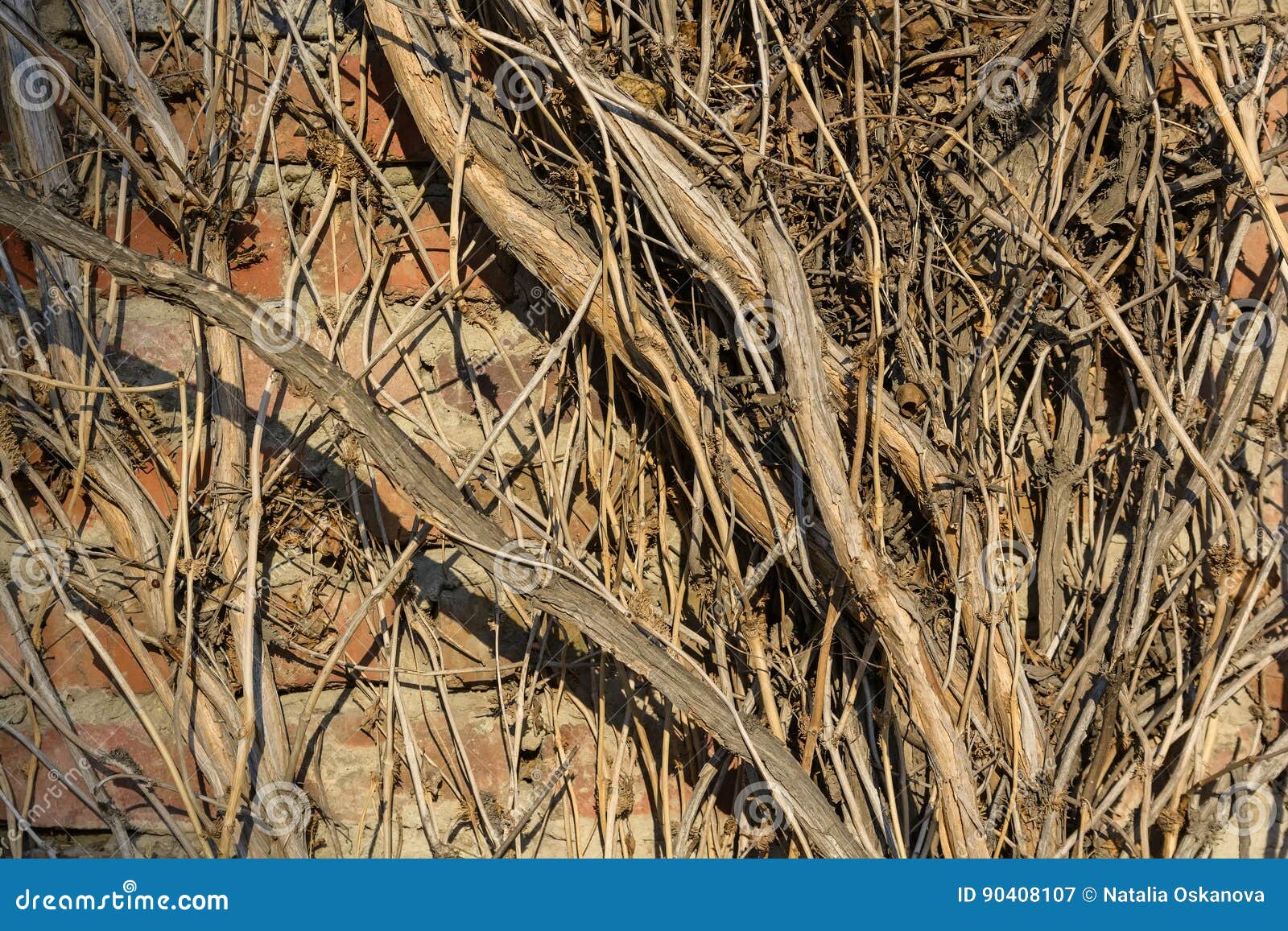 Creeping Tree Roots Covered In Moss In Cathedral Grove Stock ...