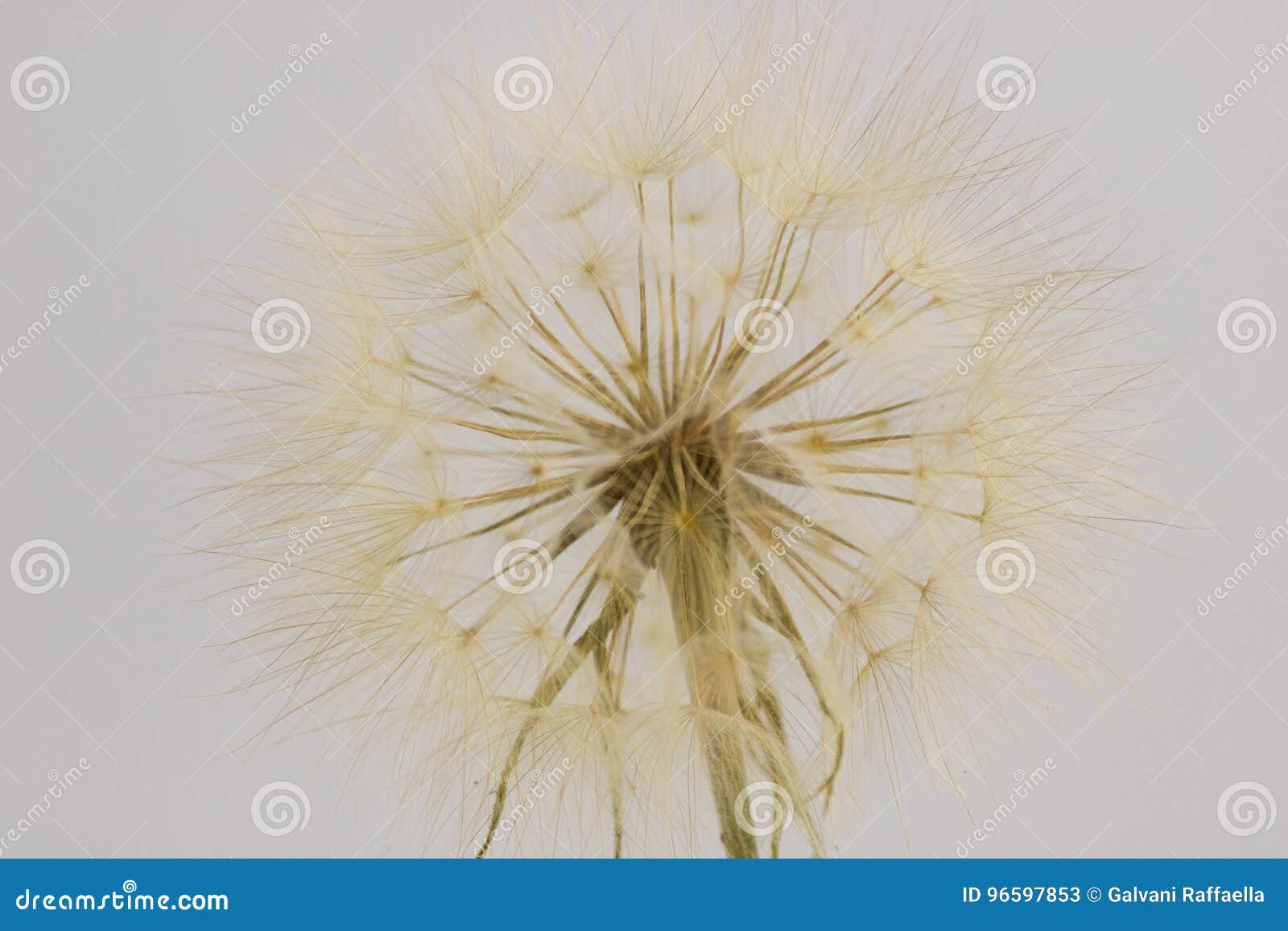 Close Up of Dry Dandelion Isolated Stock Image - Image of beautiful ...