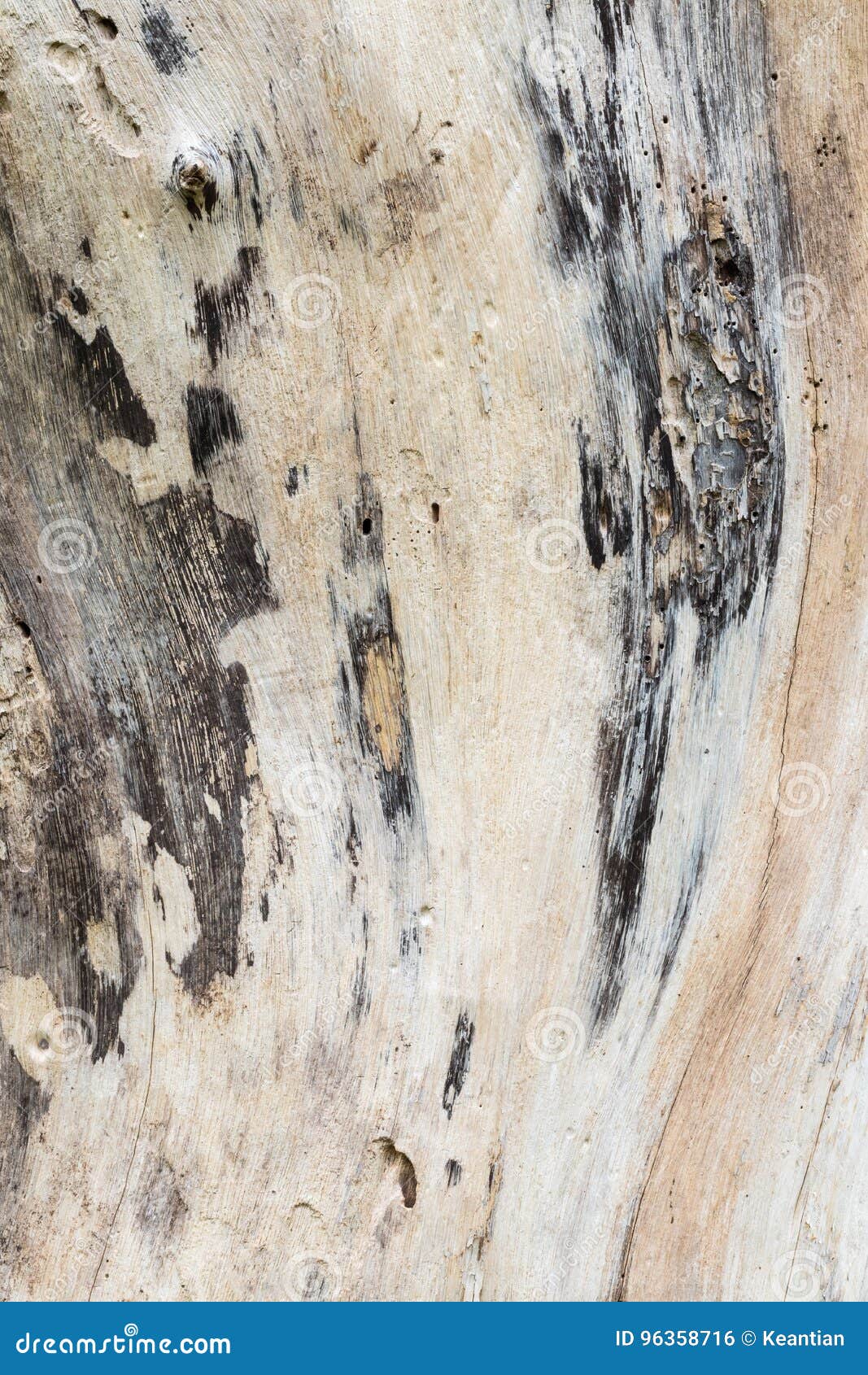 Close-up of dry dead bark. stock photo. Image of cracks - 96358716