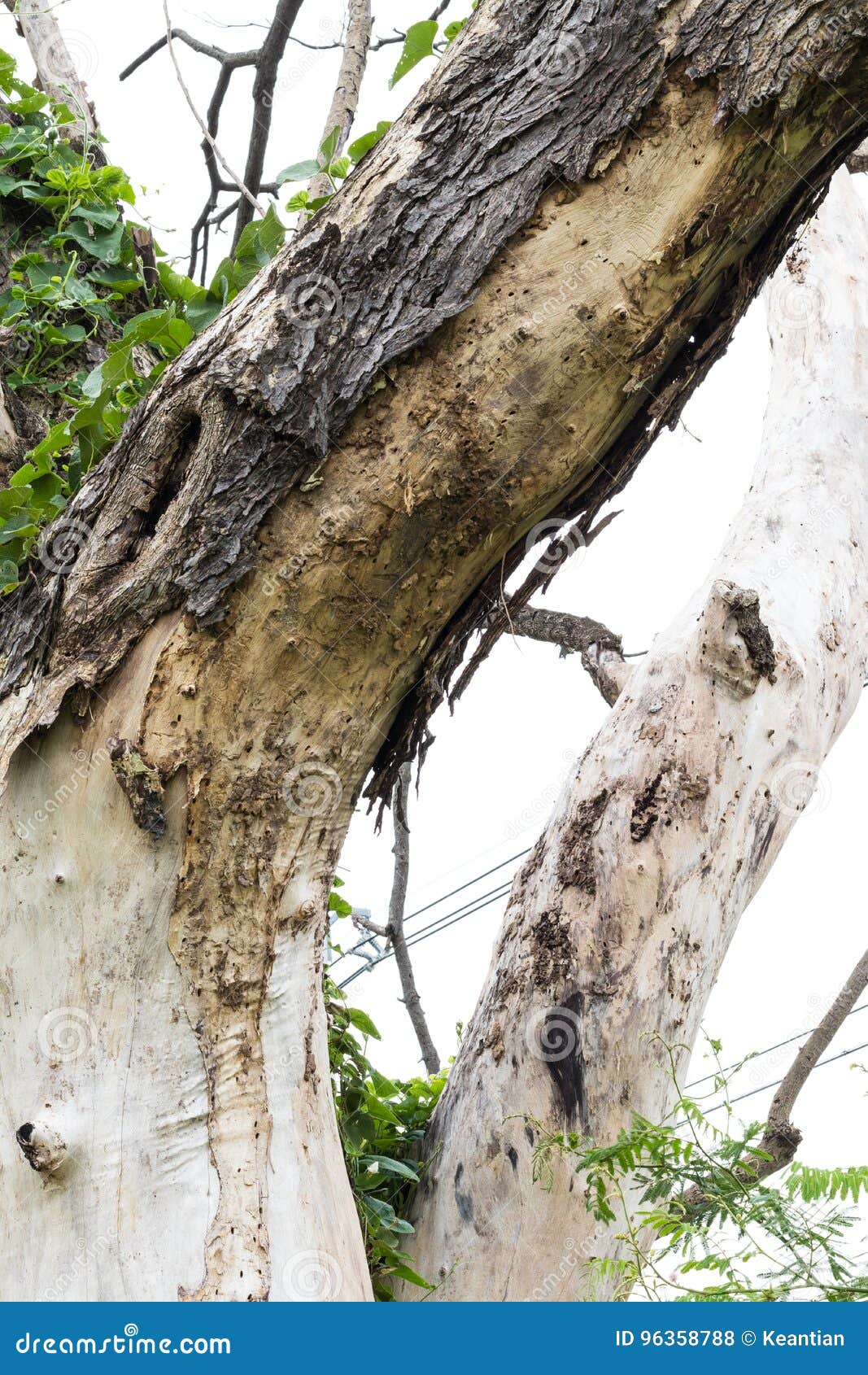 Close-up of dry dead bark. stock photo. Image of green - 96358788