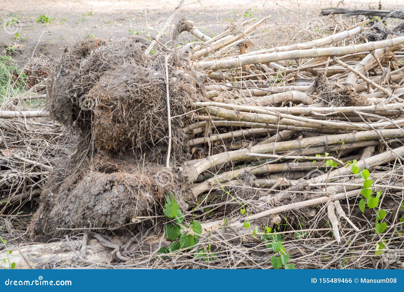 Dry dead tree in garden stock photo. Image of soil, bark - 155489466
