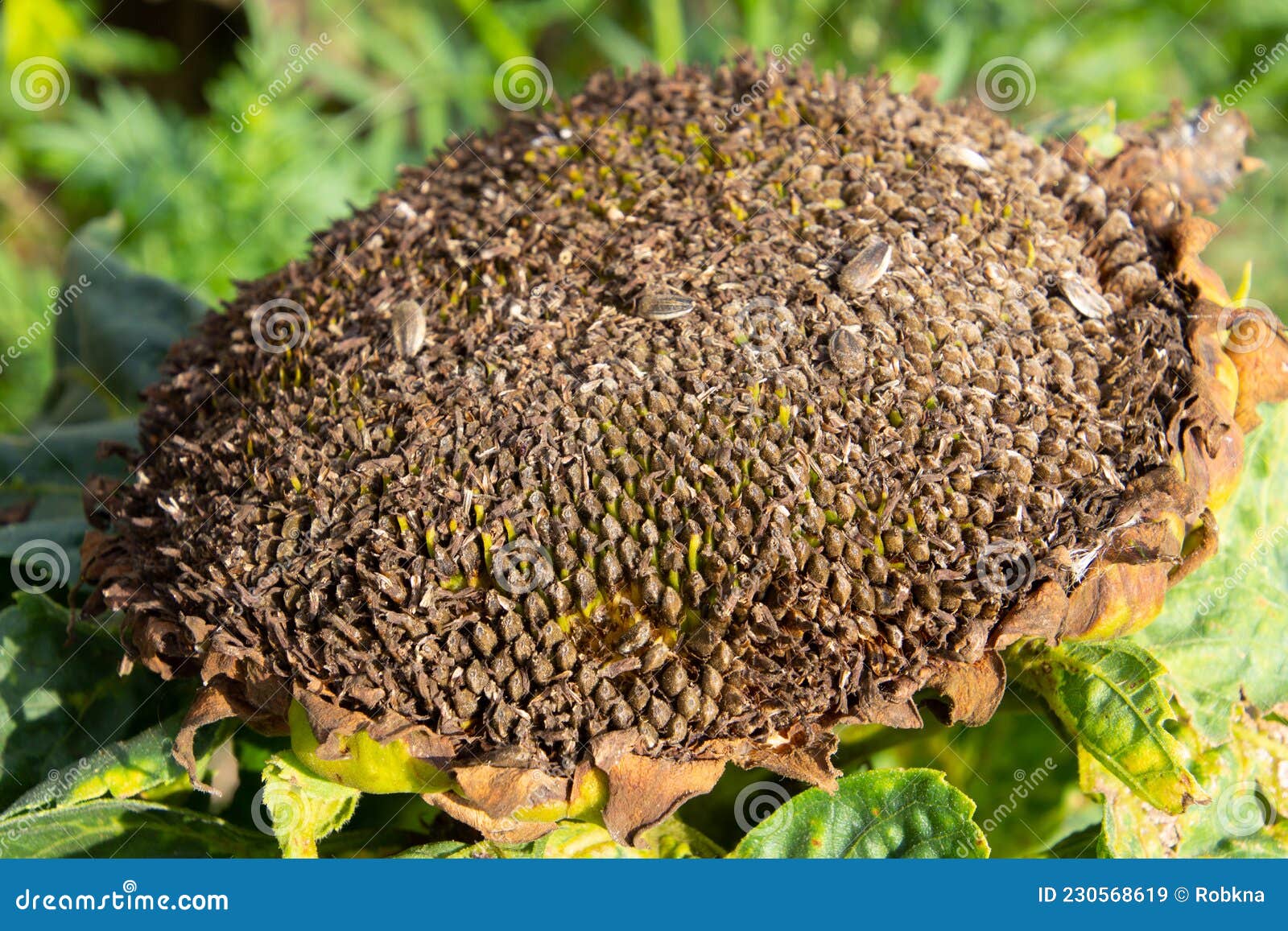 Close Up of a Dry Disc of a Sunflower with Seeds Stock Image - Image of ...