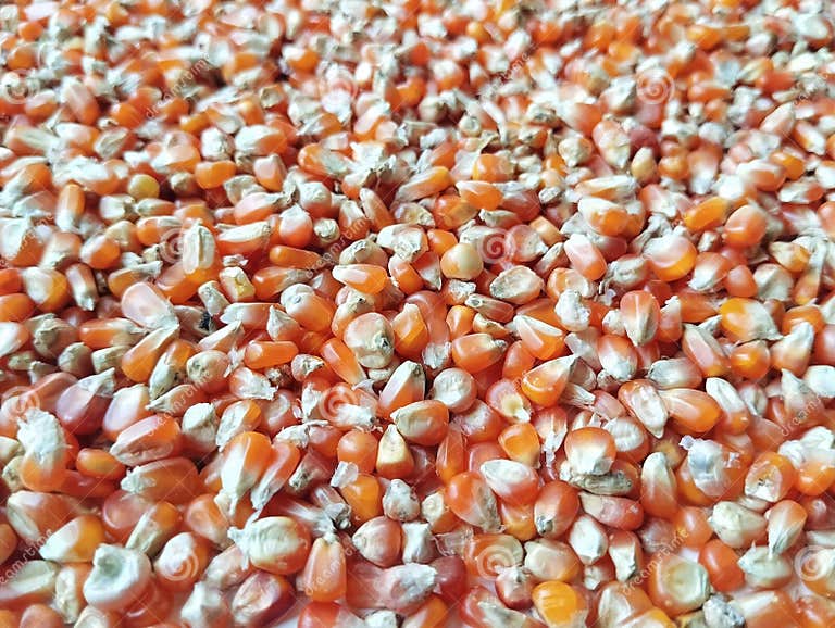 Close Up of Dry Grain Corn with High Angle View Setup Stock Image ...
