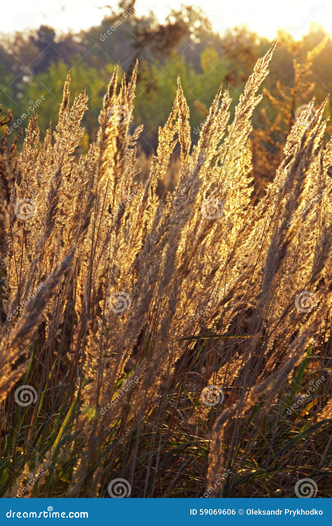Close-up Dry Grass Field Over Setting Sun Background Stock Photo ...