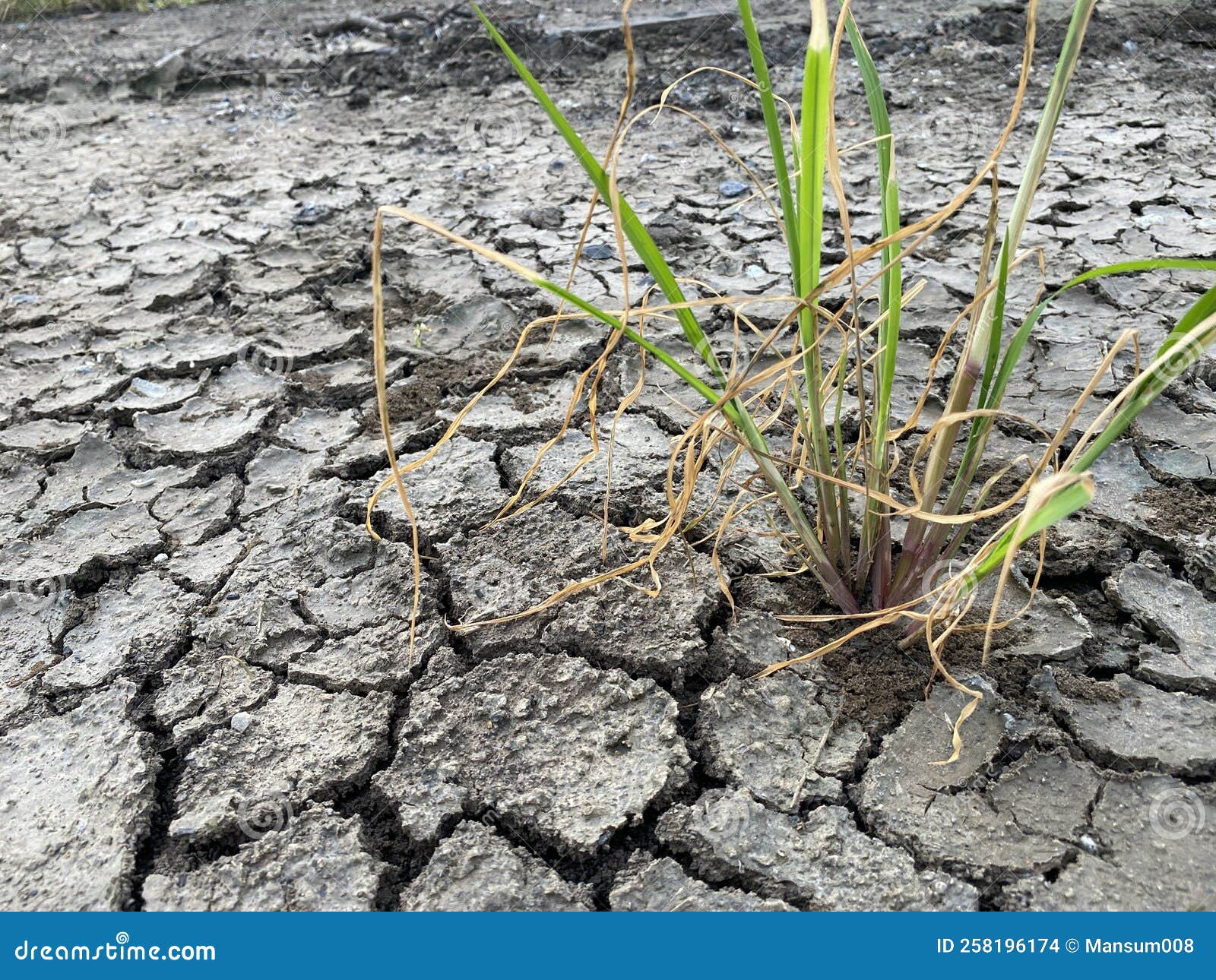 Dry Grass Growing in the Ground Stock Photo - Image of backdrop ...