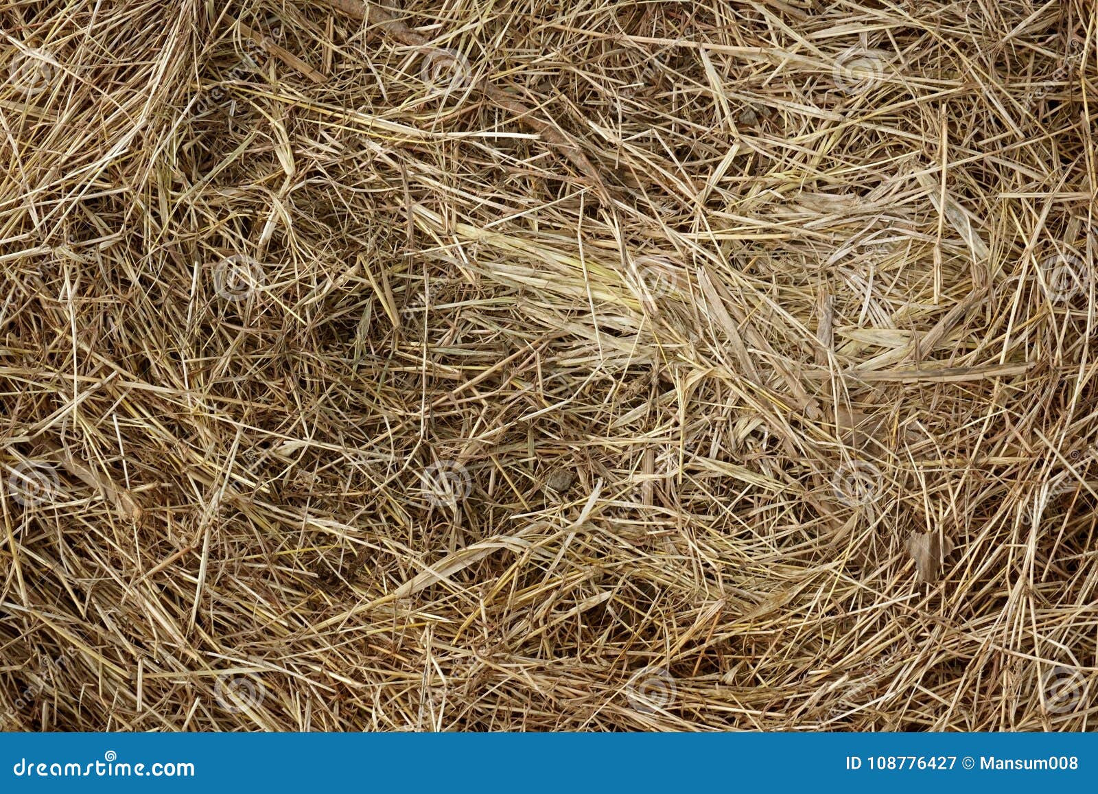 Dry grass texture stock image. Image of mulch, grass - 108776427