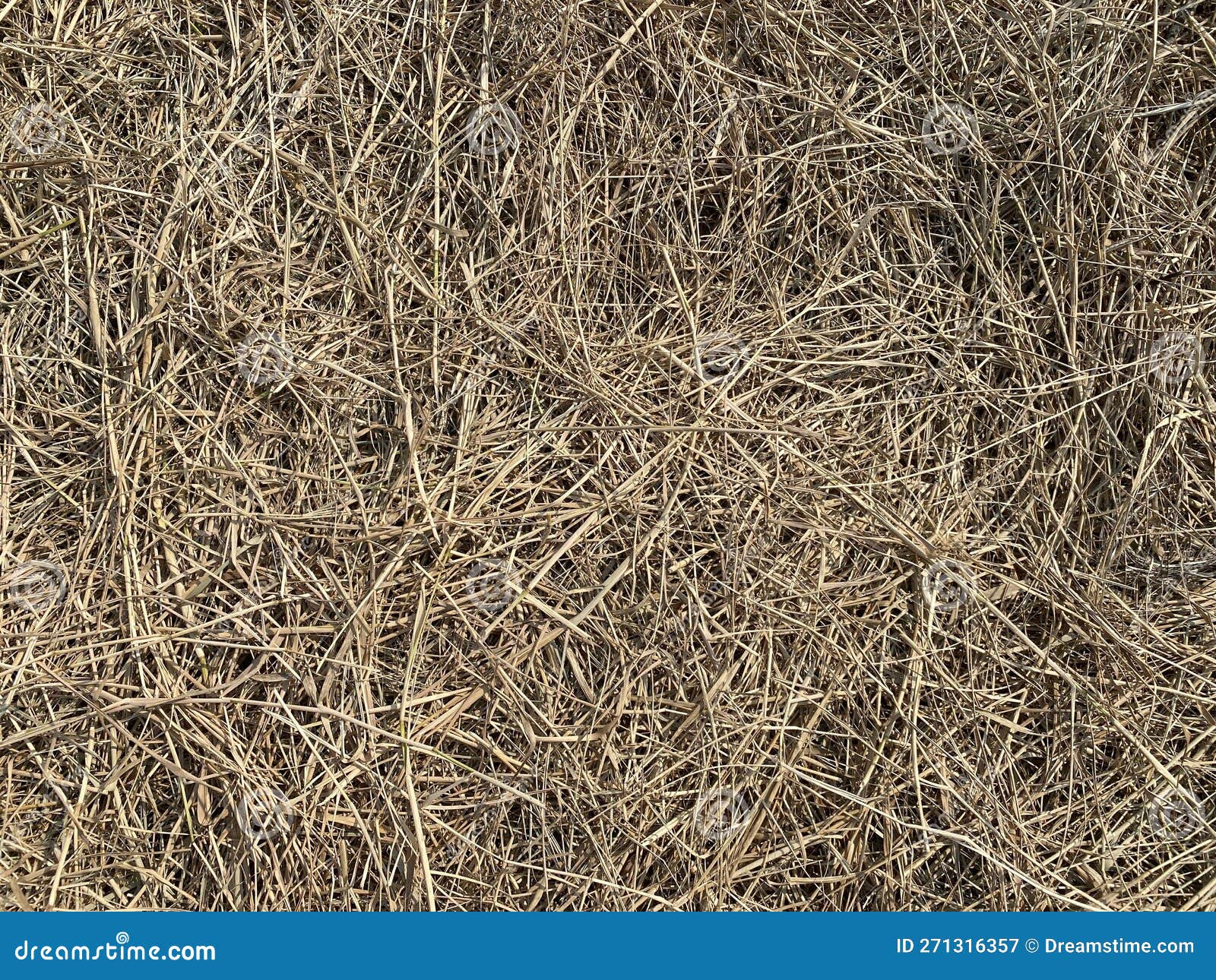 Dry Grass Texture Background Stock Image - Image of texture, leaf ...