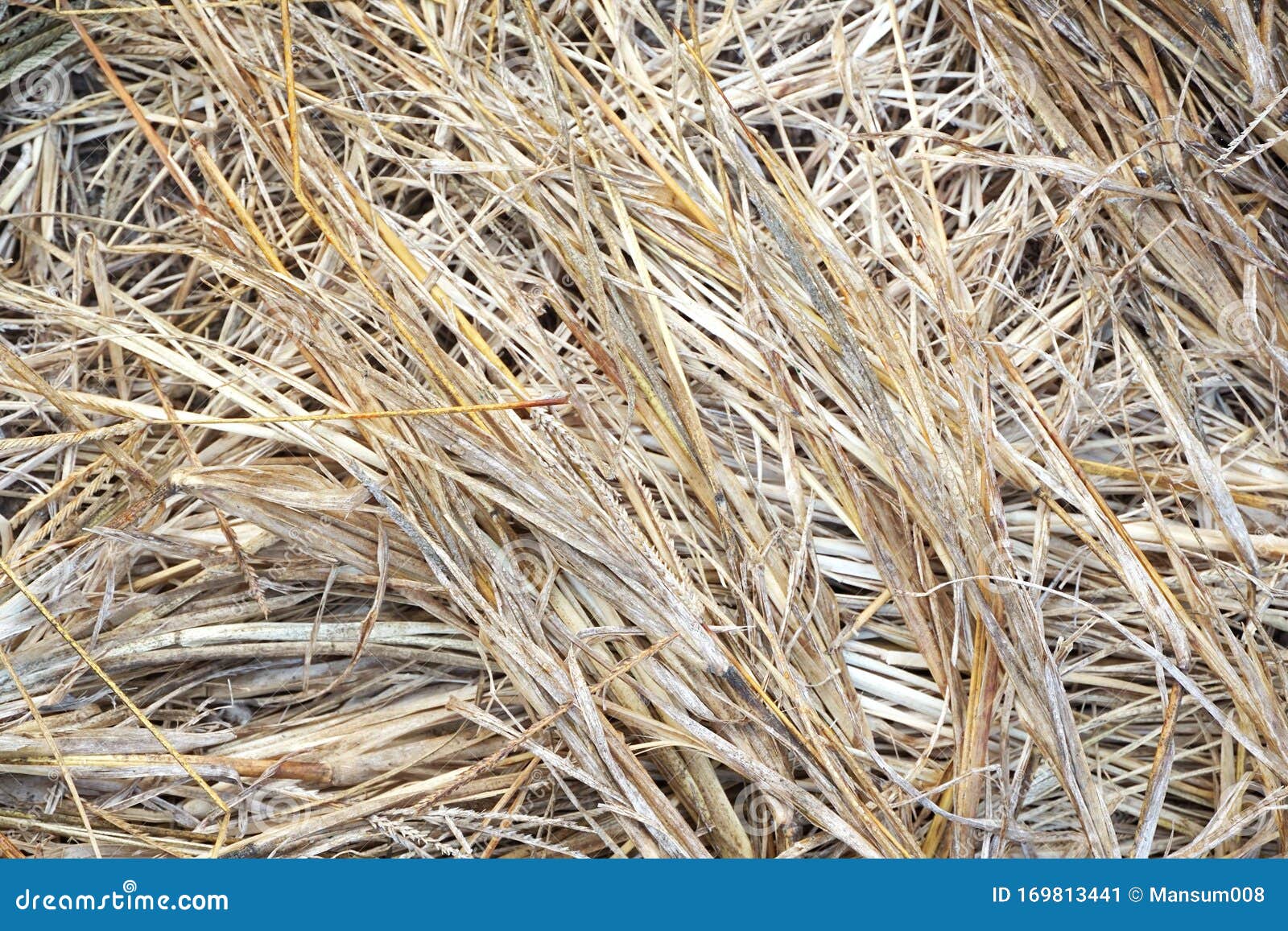Dry Grass Texture in Country Farm Stock Image - Image of rough ...
