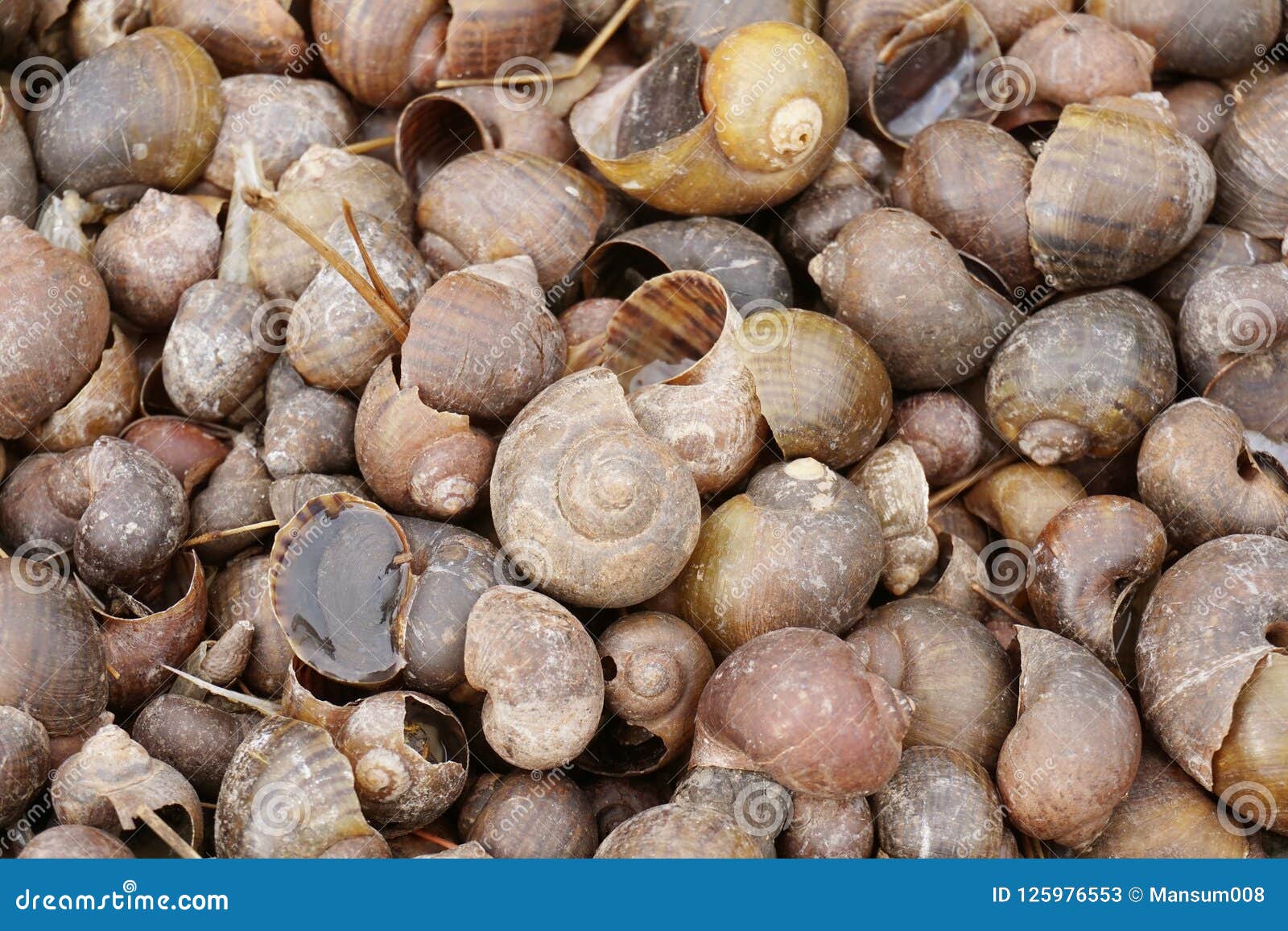 Dry Group Shell on the Ground Stock Image - Image of brown, closeup ...