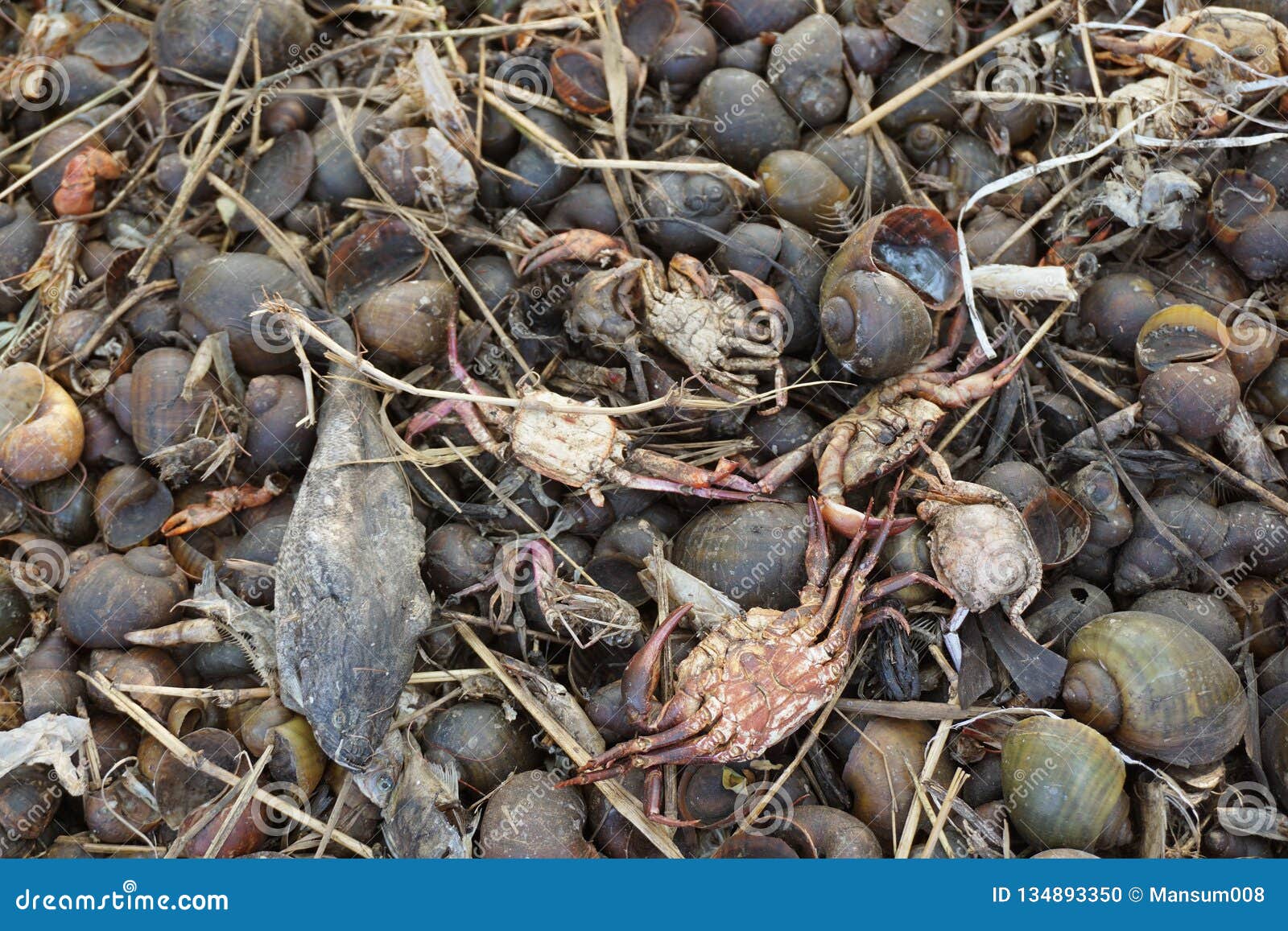Dry Group Shell on the Ground Stock Photo - Image of closeup, nature ...
