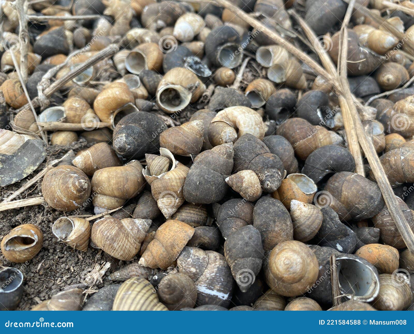 Dry Group Shell on the Ground Stock Photo - Image of texture, heap ...