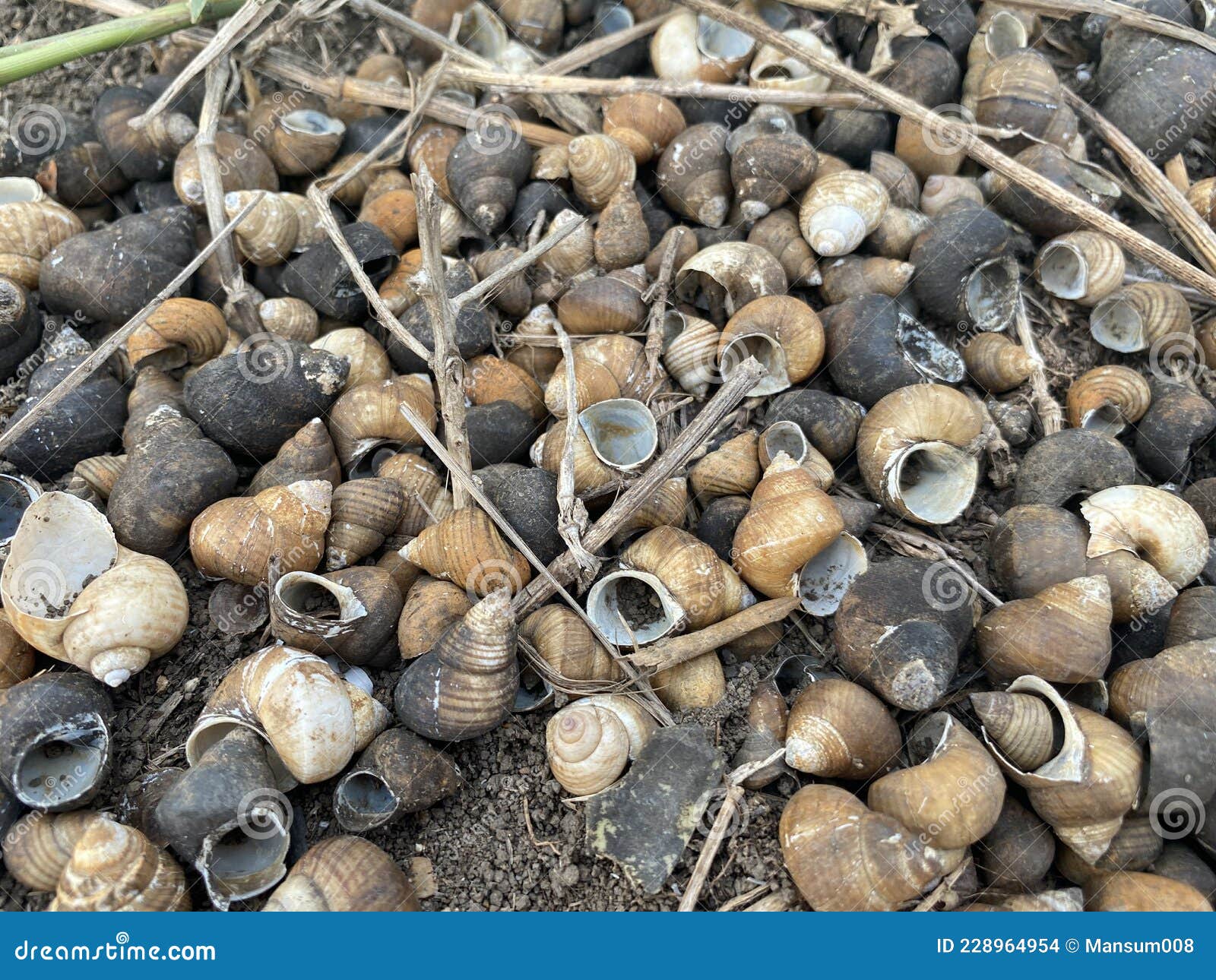 Dry Group Shell on the Ground Stock Photo - Image of outdoor ...