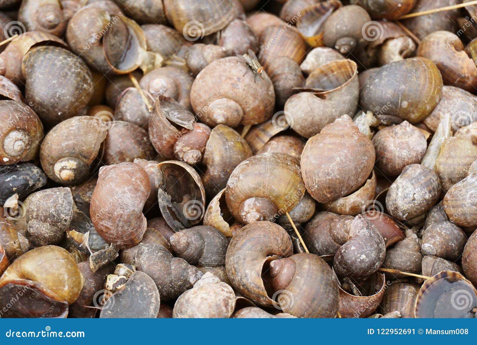 Dry Group Shell on the Ground Stock Image - Image of group, ground ...