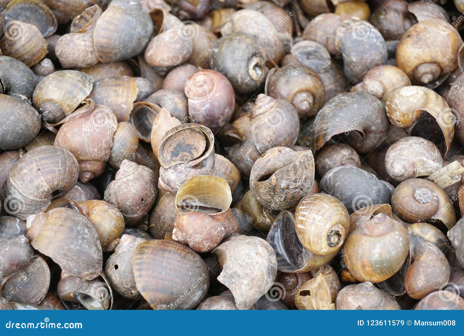 Dry Group Shell on the Ground Stock Image - Image of applesnail, heap ...