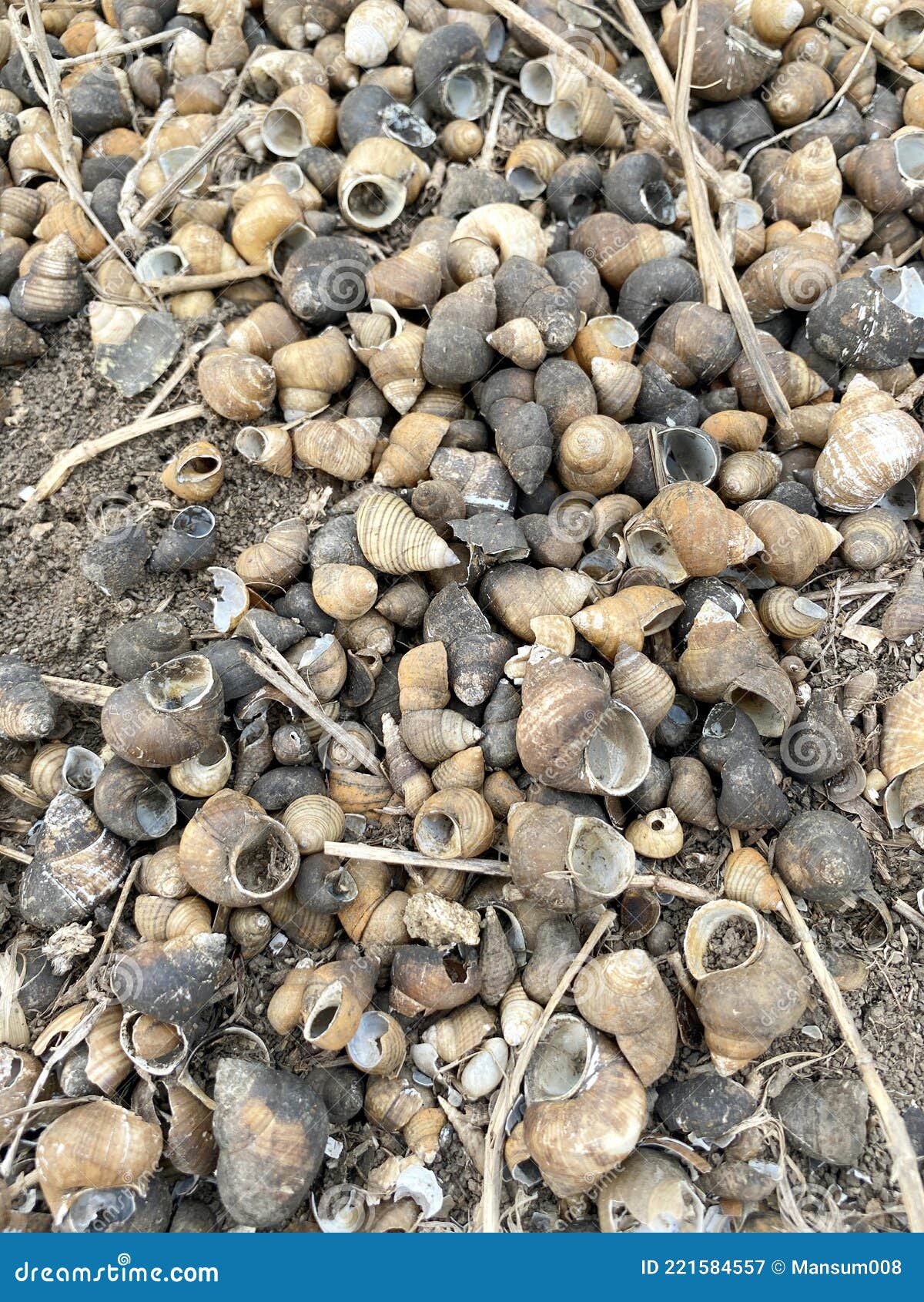 Dry Group Shell on the Ground Stock Image - Image of shell, dead: 221584557