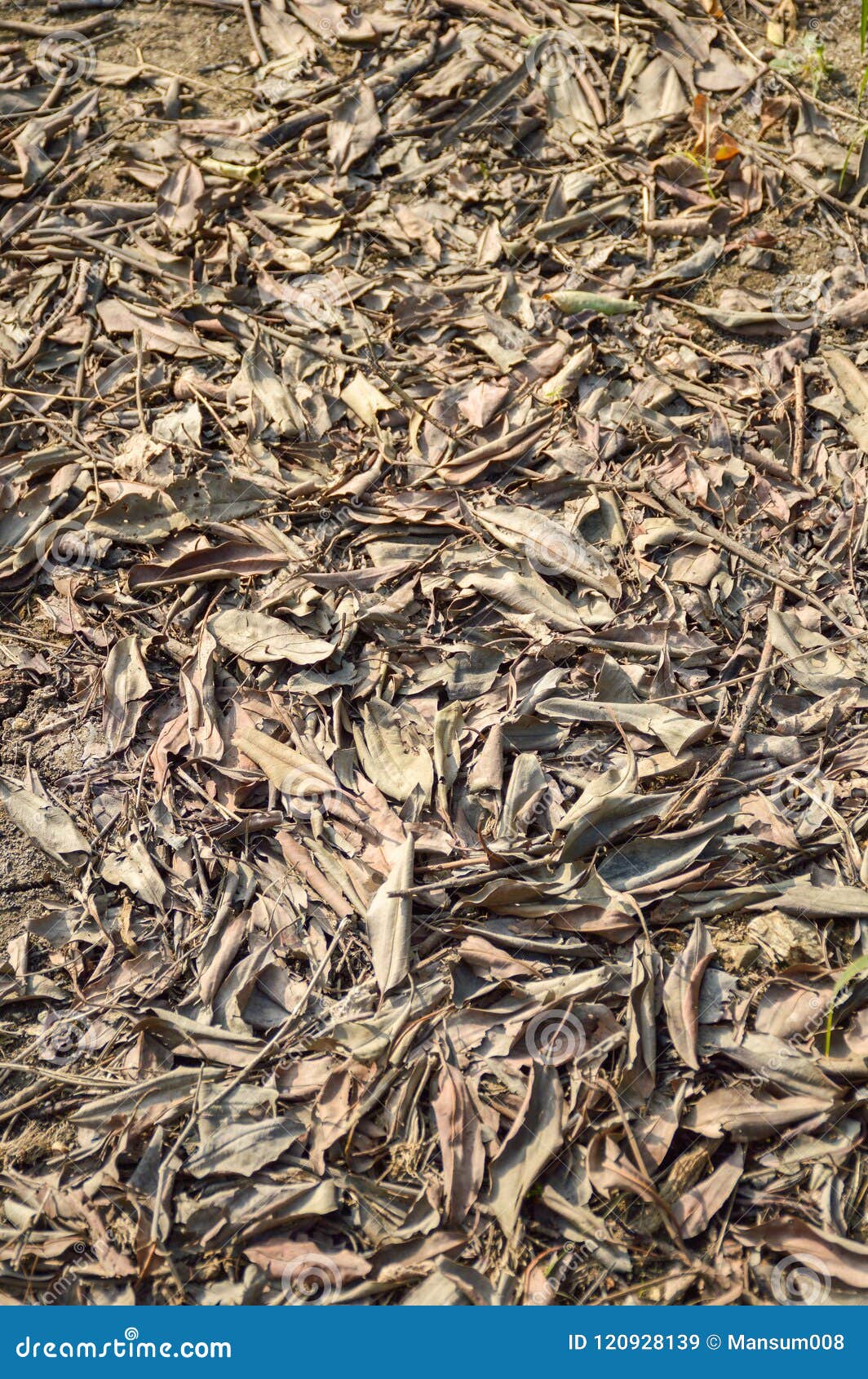 Dry Leaves on Ground in Autumn Garden Stock Image - Image of forest ... Dry Leaves on Ground in Autumn Garden Stock Image - Image of forest ...
