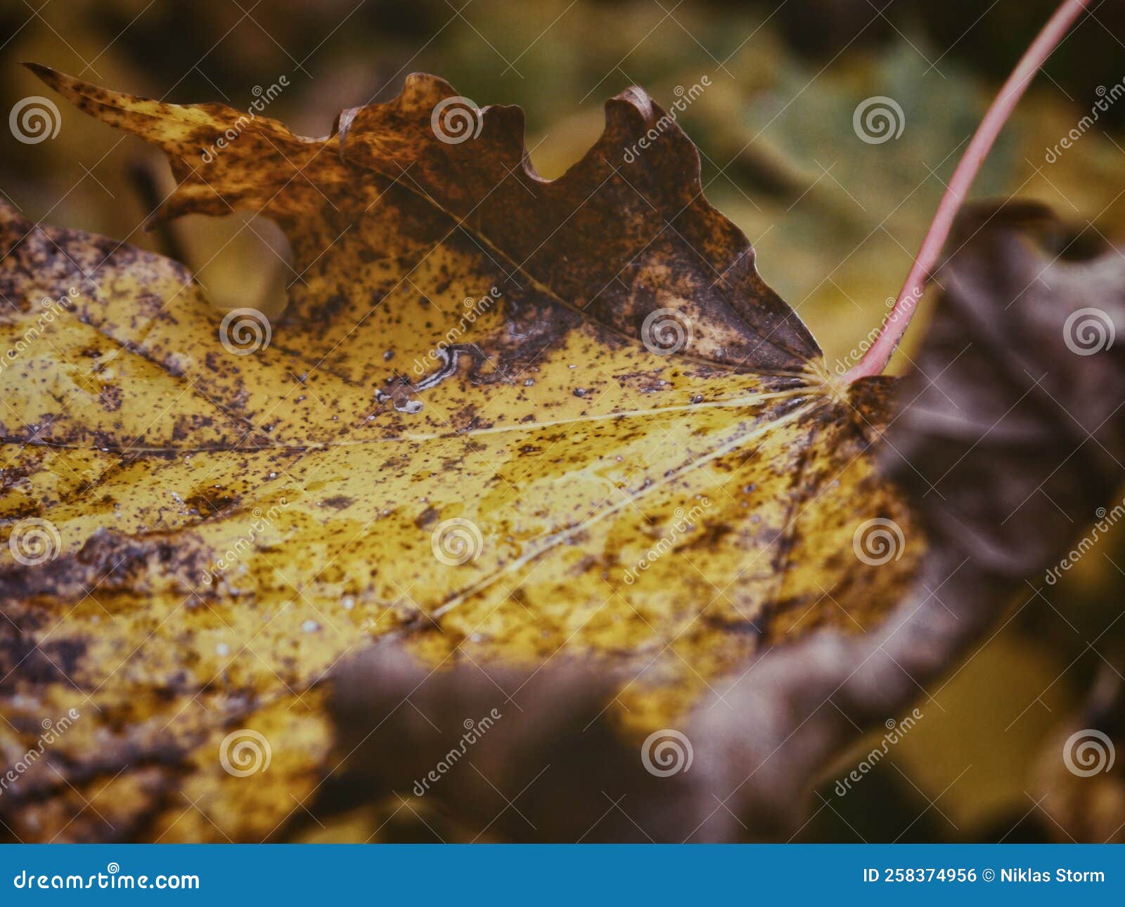 Close-up of Dry Maple Leaf on Land Stock Photo - Image of food, branch ...