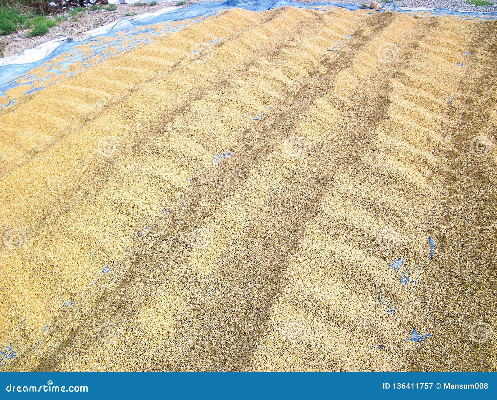 Dry paddy on the ground stock image. Image of cereal - 136411757