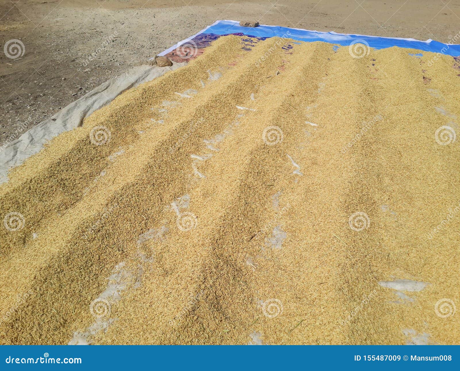 Dry Paddy Rice Seed Texture Stock Image - Image of husk, rice: 155487009