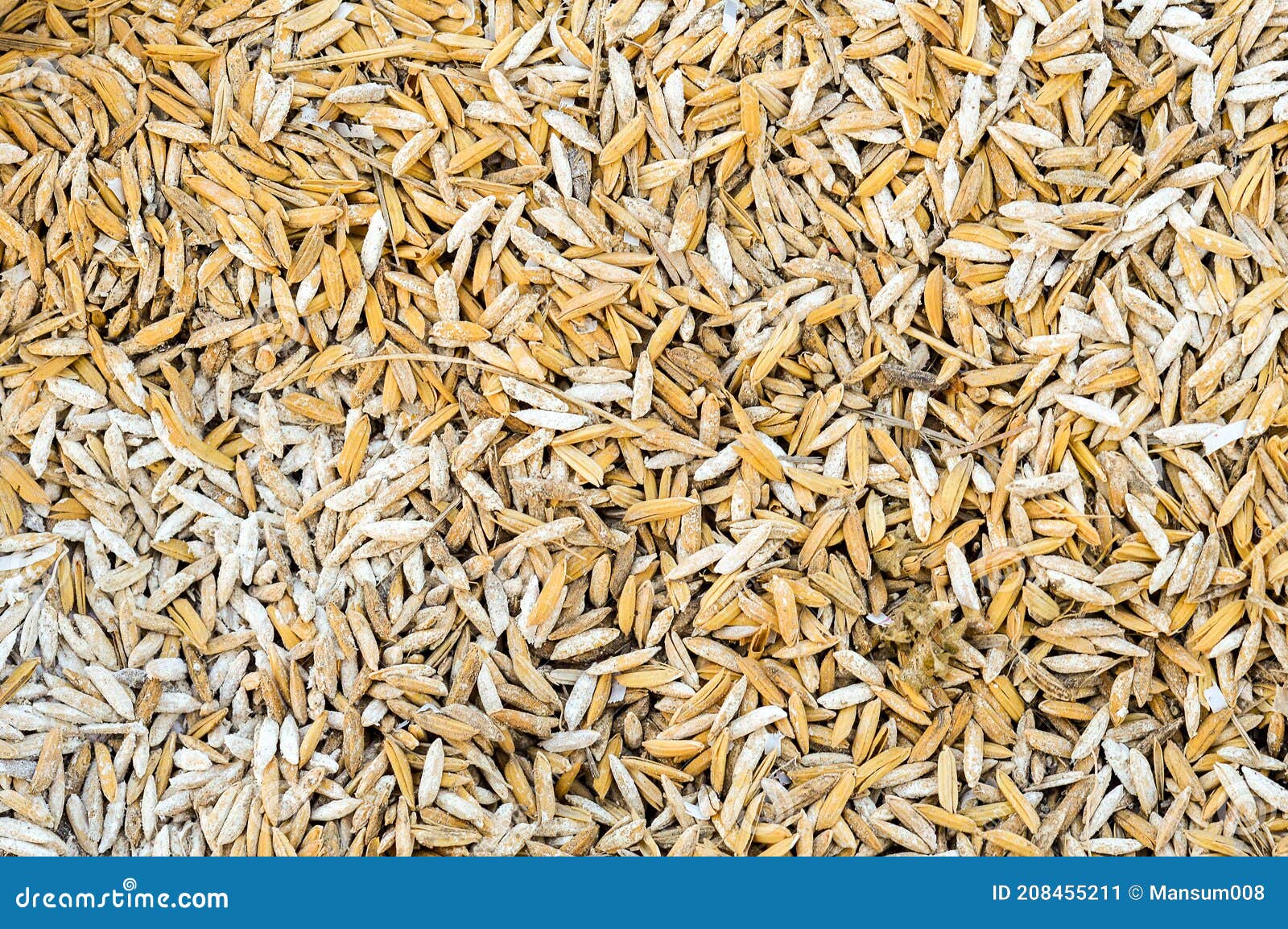 Dry paddy texture stock image. Image of fruit, vegetable - 208455211