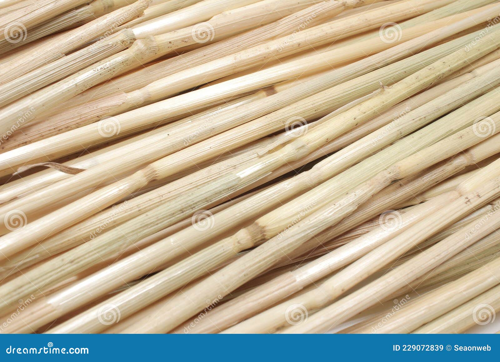 A Close Up of the Dry Plant Stem Stock Image - Image of grow, brown ...
