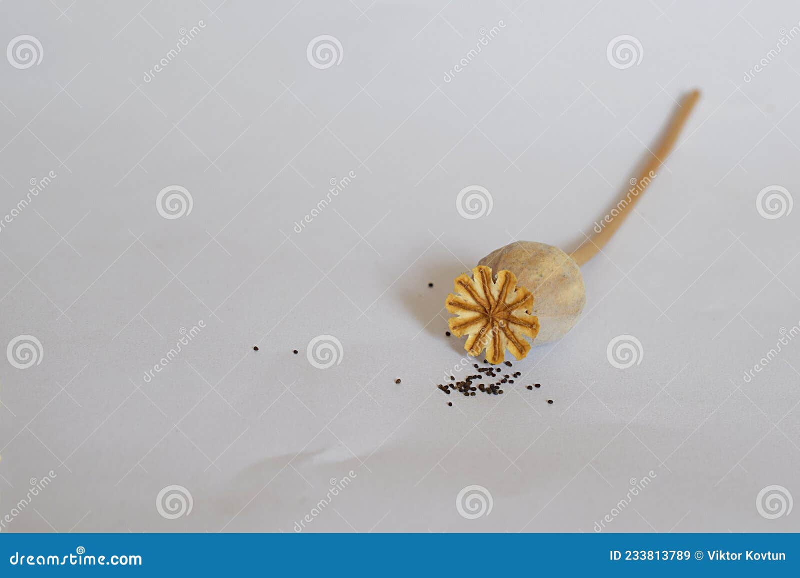 Close-up of Dry Poppy Shell and Spilled Seeds Stock Image - Image of ...