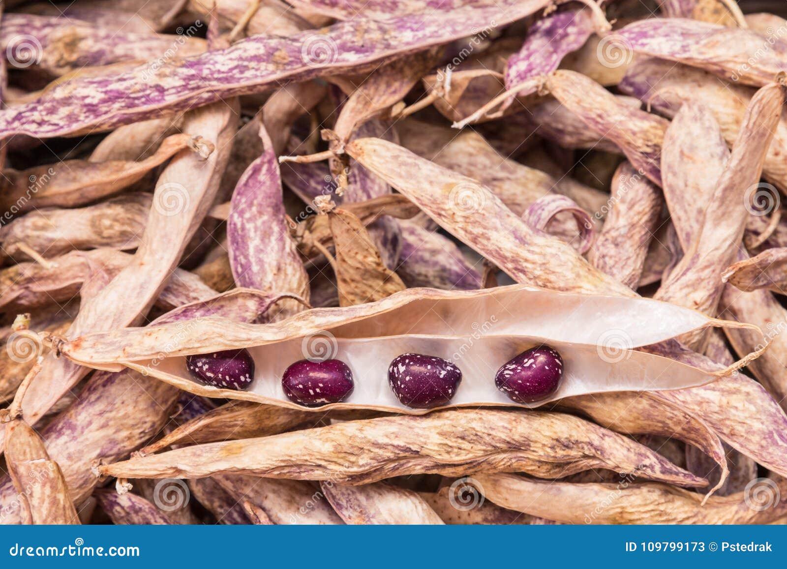 Dry Purple Dwarf Beans in Pods Stock Image - Image of haricot, food ...
