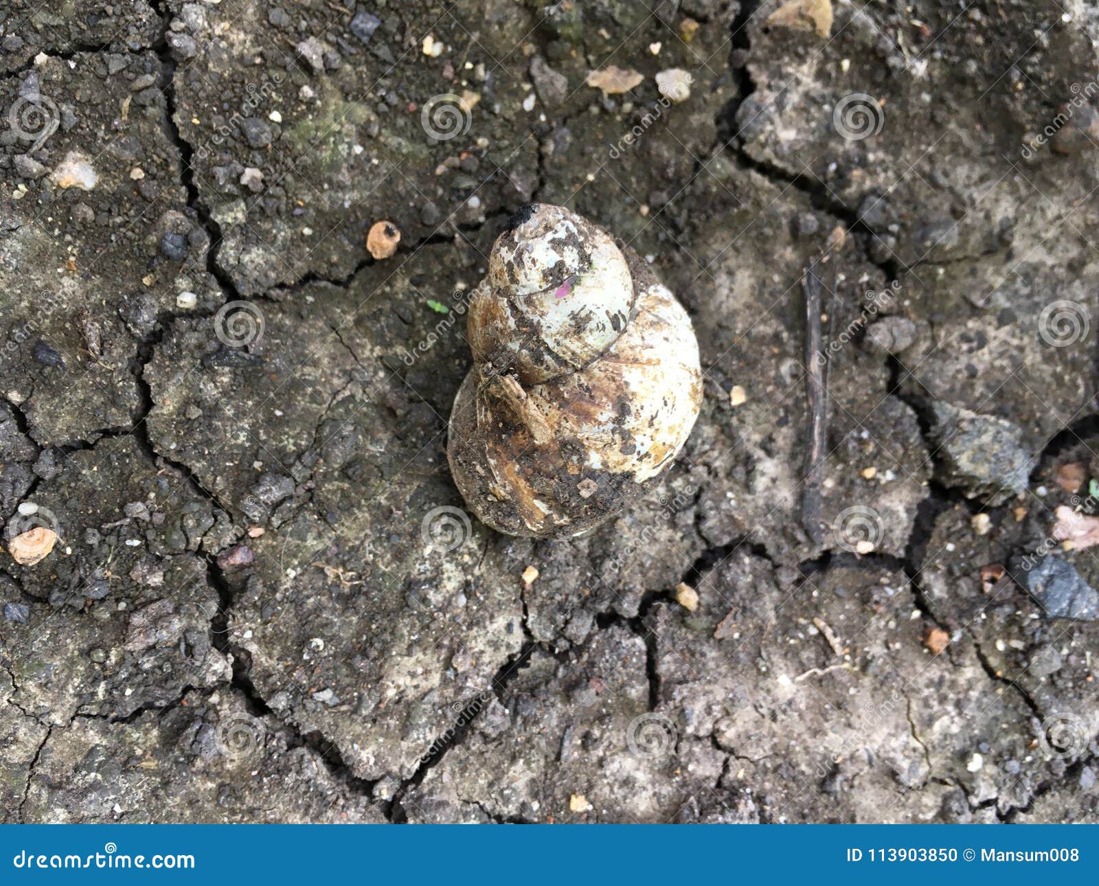 Dry shell on the ground stock photo. Image of leaves - 113903850