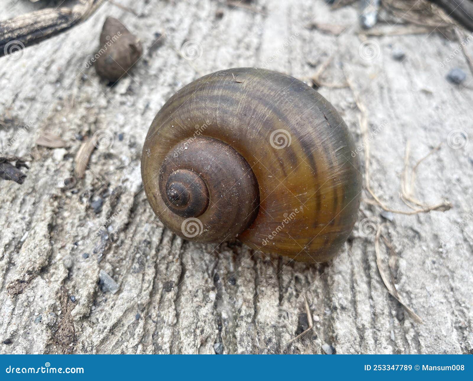 Dry shell on the ground stock image. Image of group - 253347789