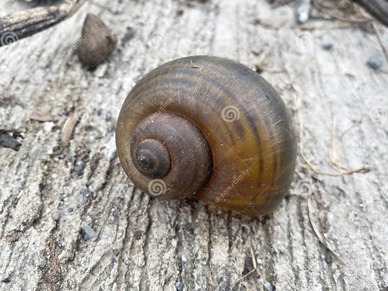 Dry shell on the ground stock image. Image of group - 253347789