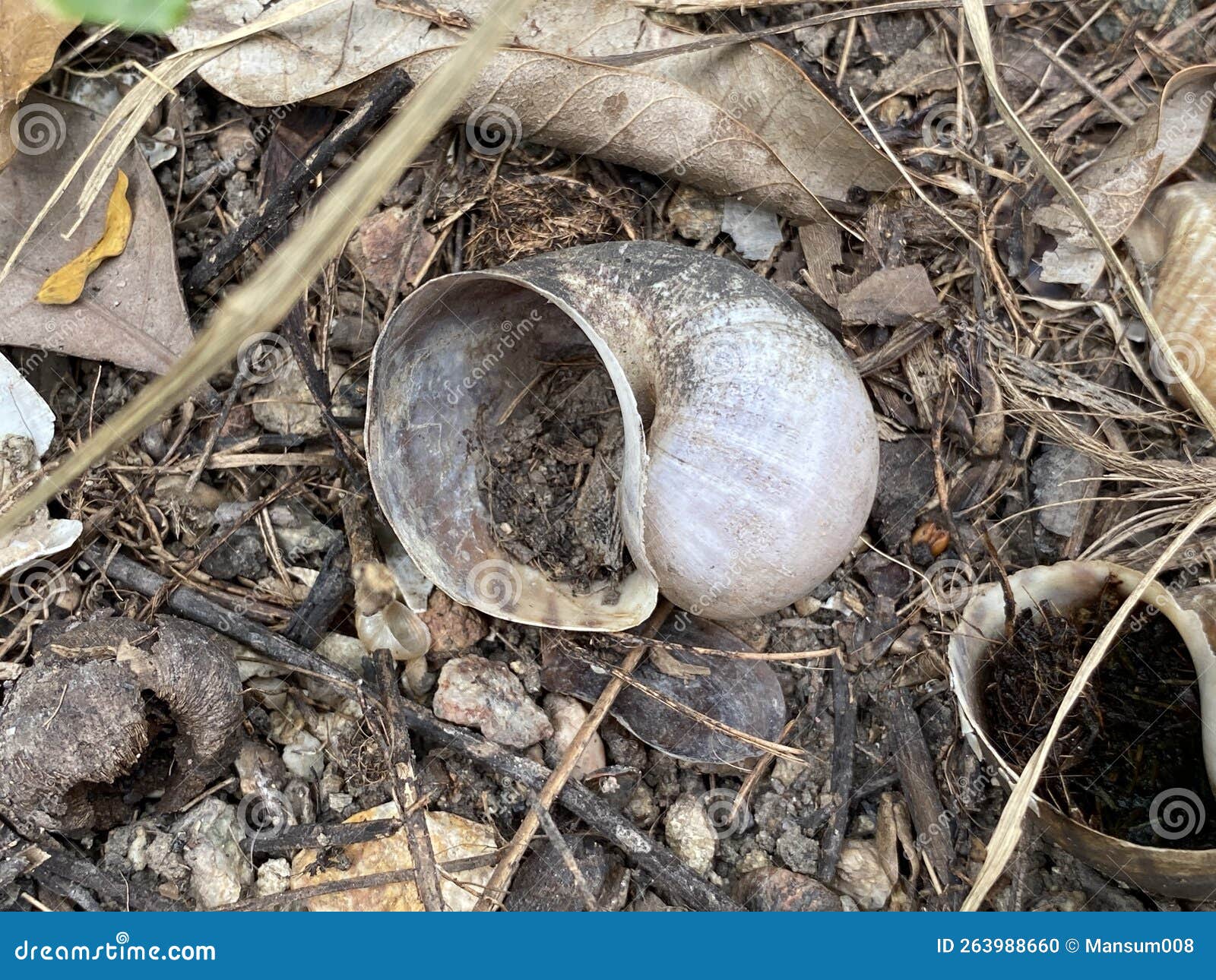 Dry shell on the ground stock photo. Image of animal - 263988660