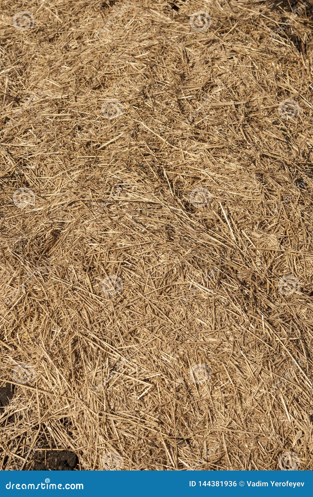 Close Up Dry Straw Texture Background Stock Photo - Image of stack ...