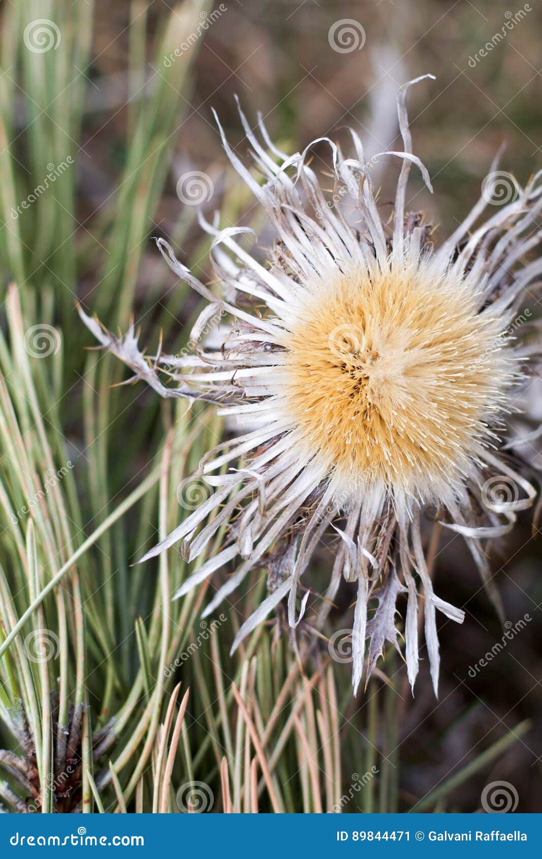 Close Up of Dry Thistle Underbrush Stock Image - Image of common, faded ...