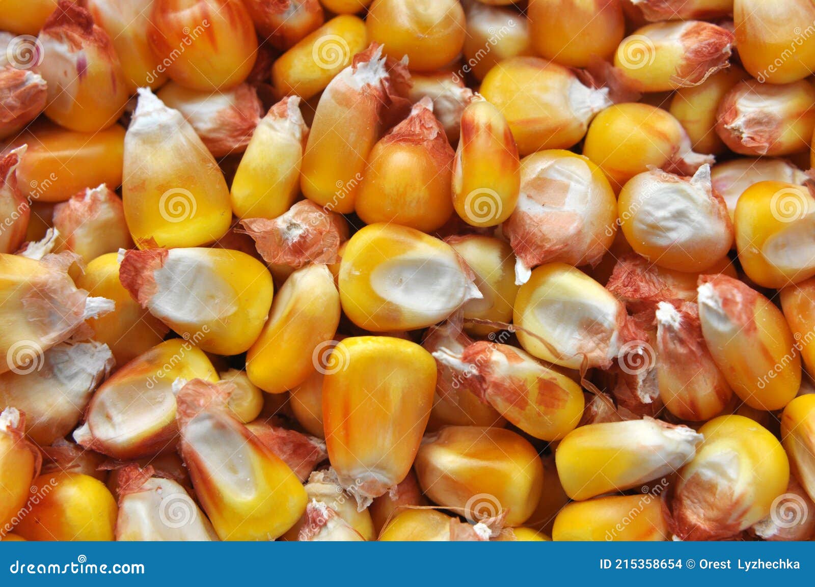 Dry corn grain stock photo. Image of grain, yellow, seeds - 215358654
