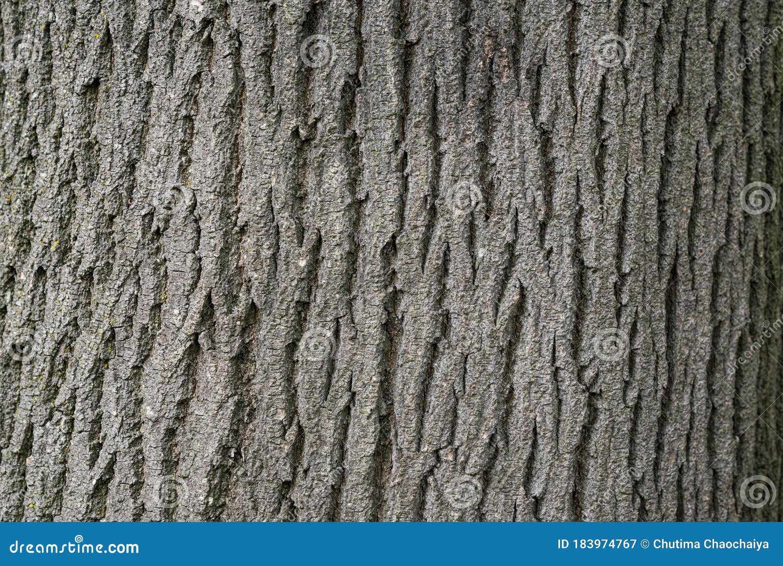 Dry Tree Bark Texture and Background, Nature Concept Stock Image ...