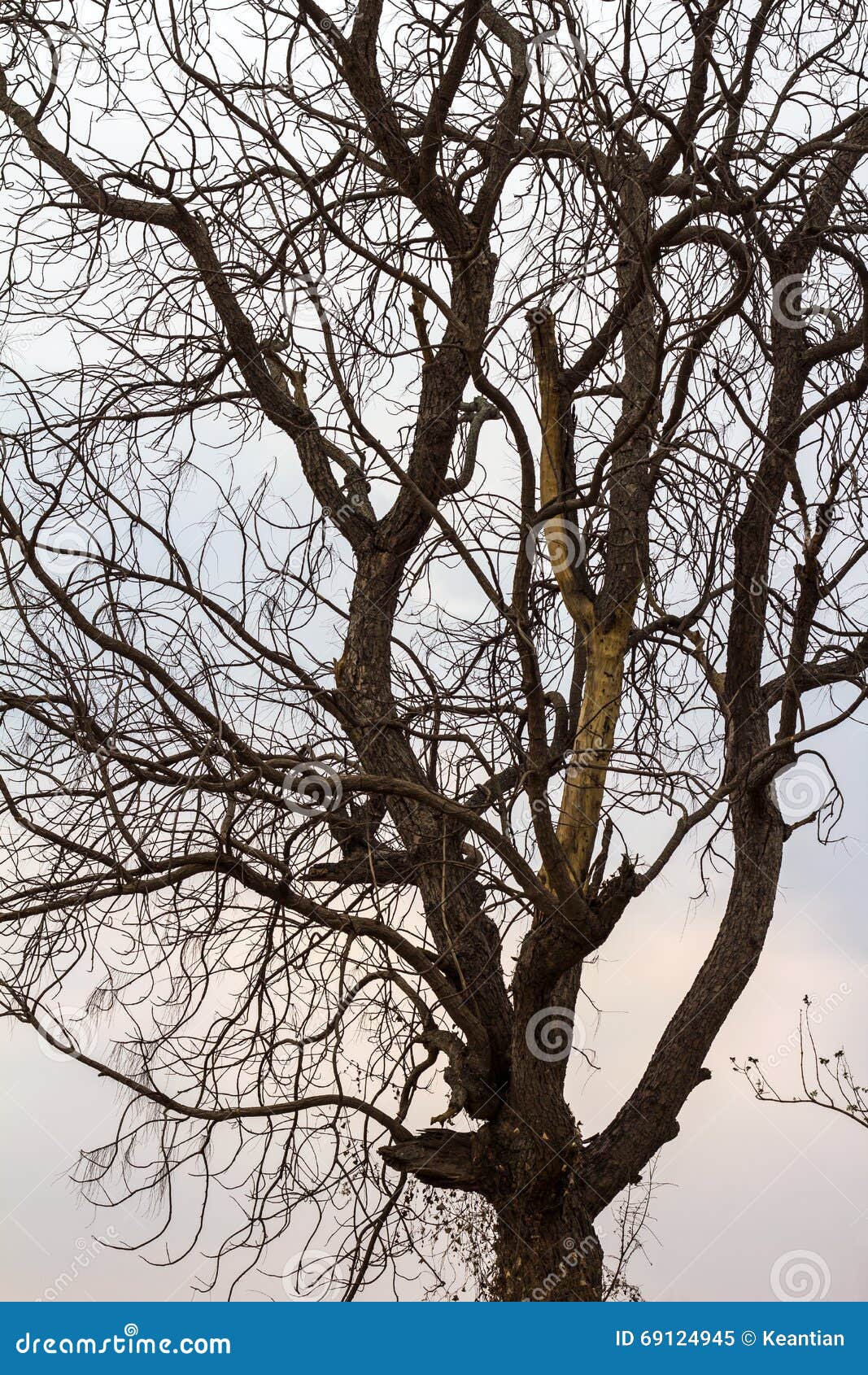 Close-up of Dry Tree Branches. Stock Image - Image of autumn, beautiful ...