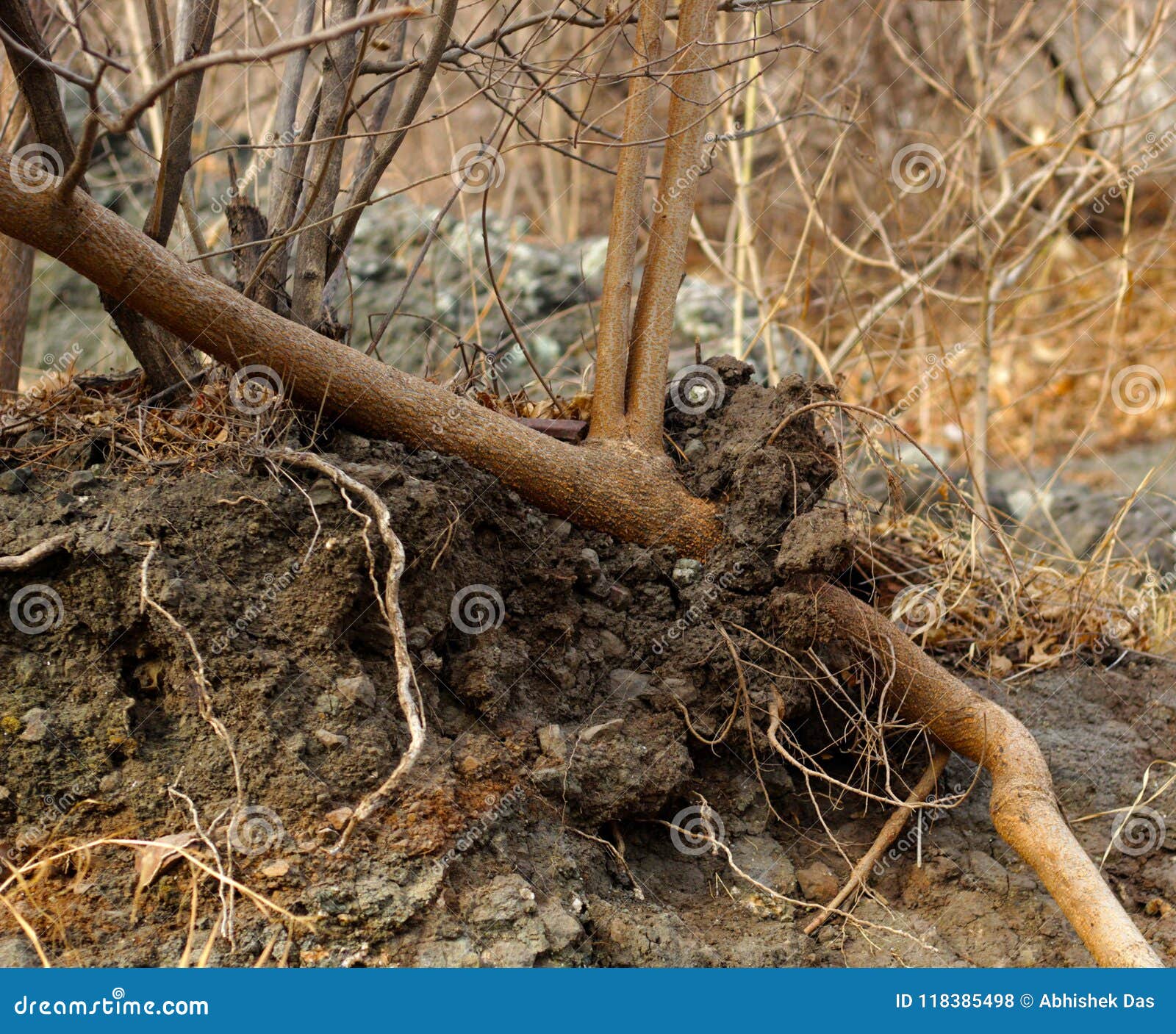 Stock Image of Dry Tree Roots Stock Photo - Image of tree, brown: 118385498