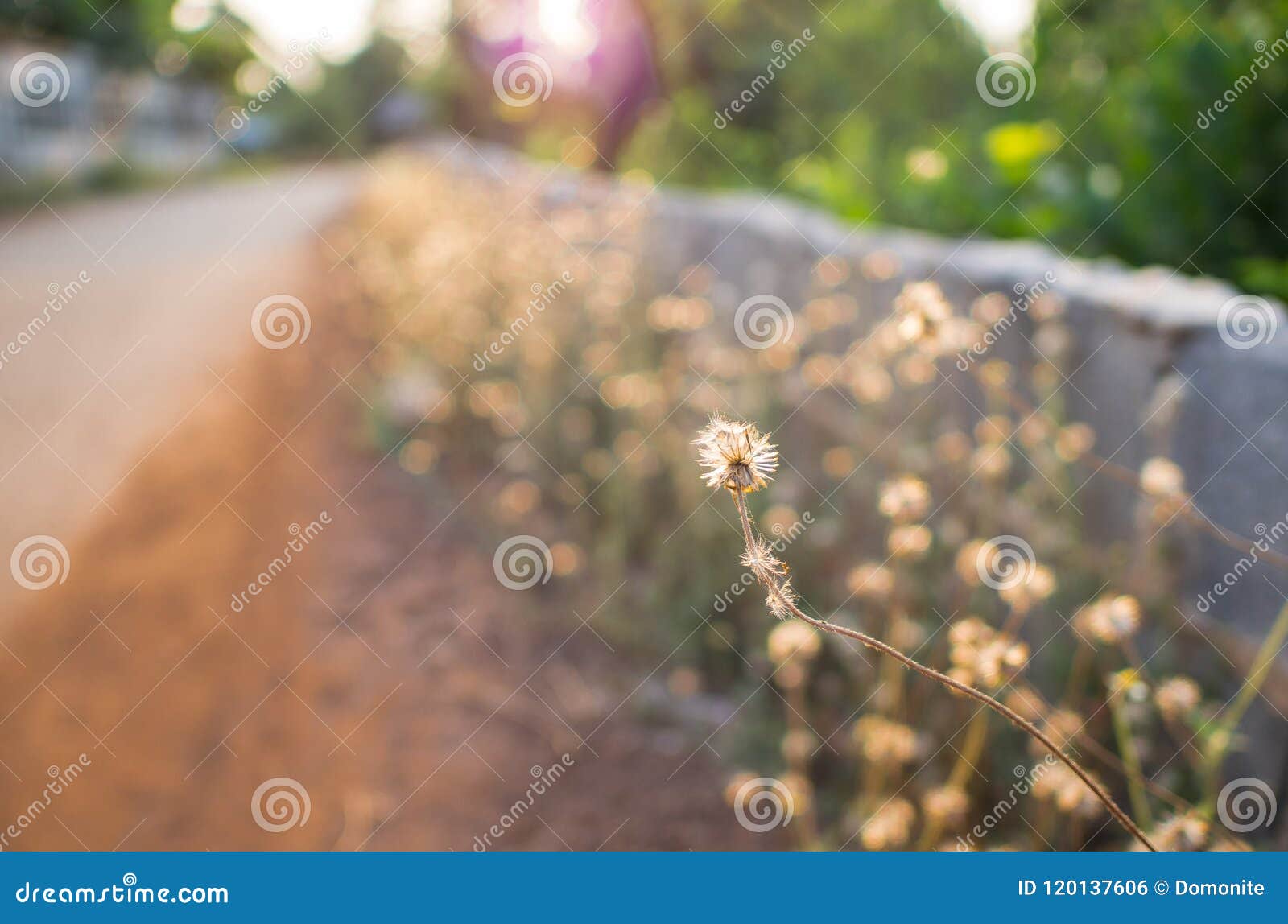 Close-up Tridax Procumbens Flower Isolated On White Royalty-Free Stock ...