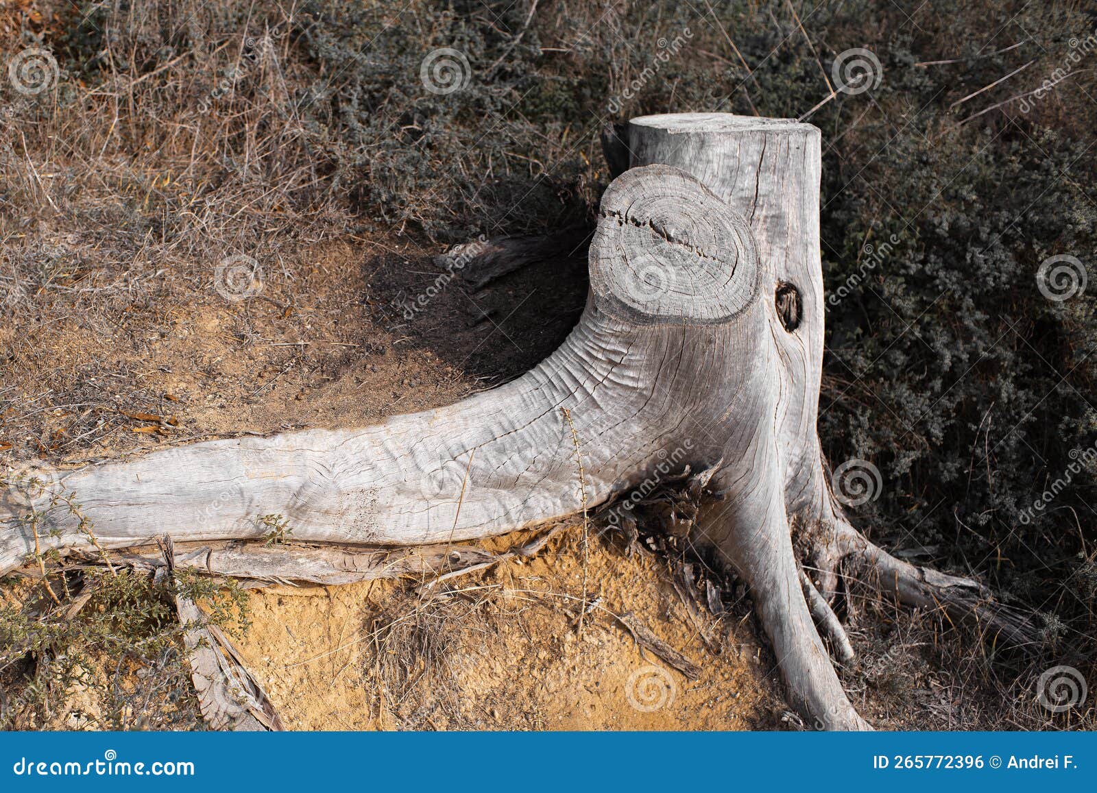Close-up of Dry Trunk of Old Tree in Outdoor Park. Environment Concept ...