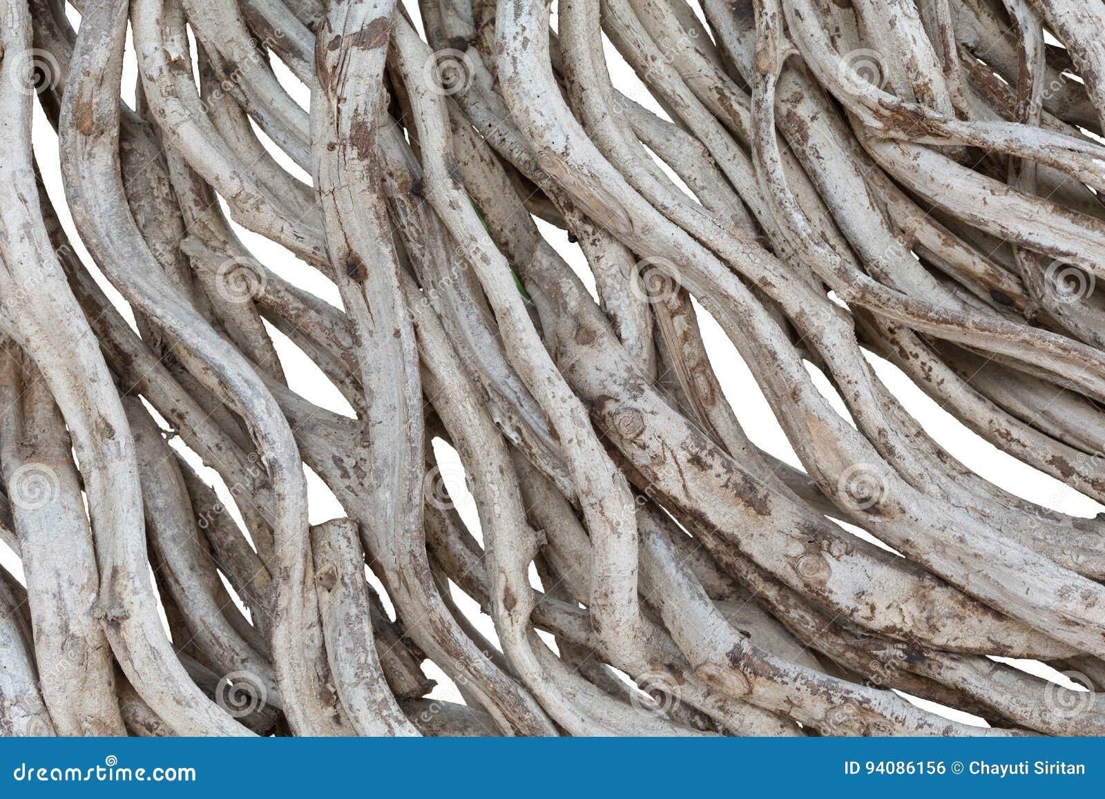 Close up of dry vine stock photo. Image of path, curved - 94086156