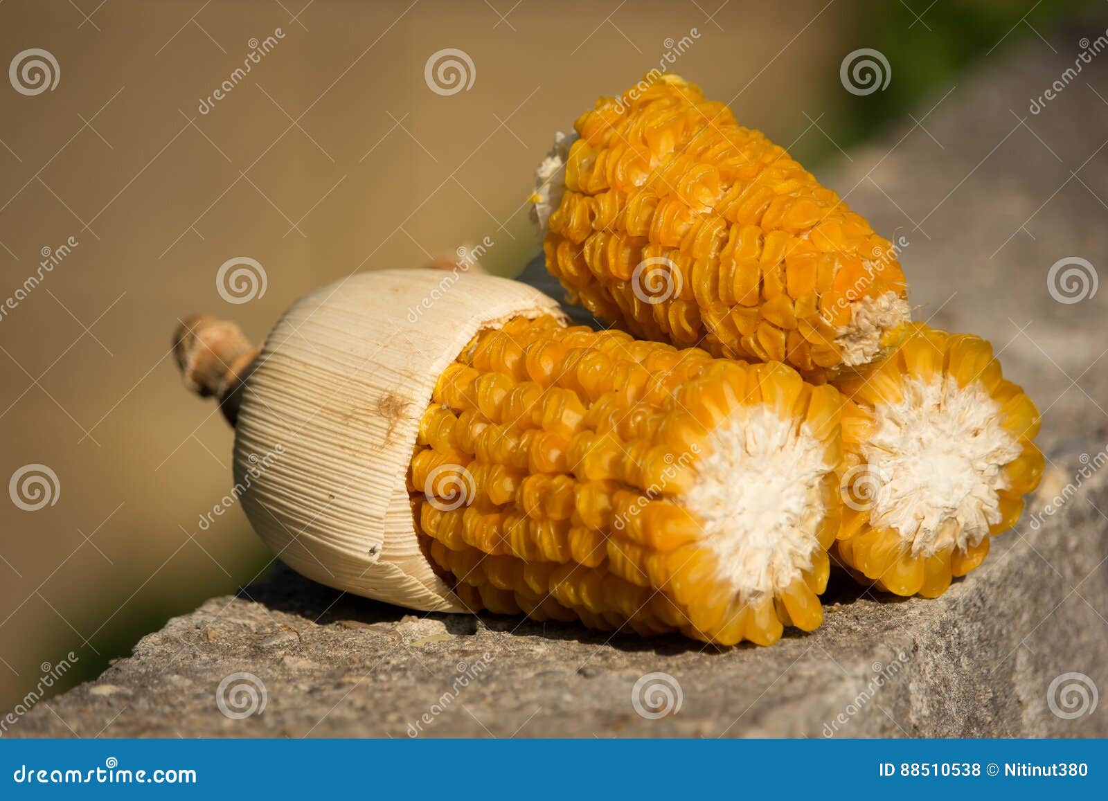Close Up of Dry Yellow Corn Stock Photo - Image of grain, yellow: 88510538