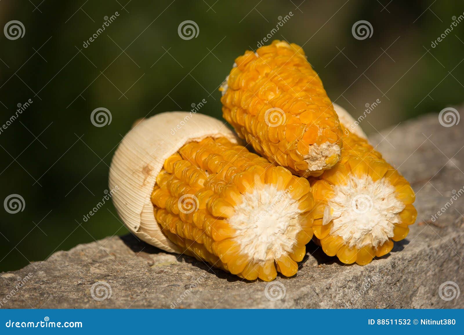 Close Up of Dry Yellow Corn Stock Photo - Image of grain, food: 88511532