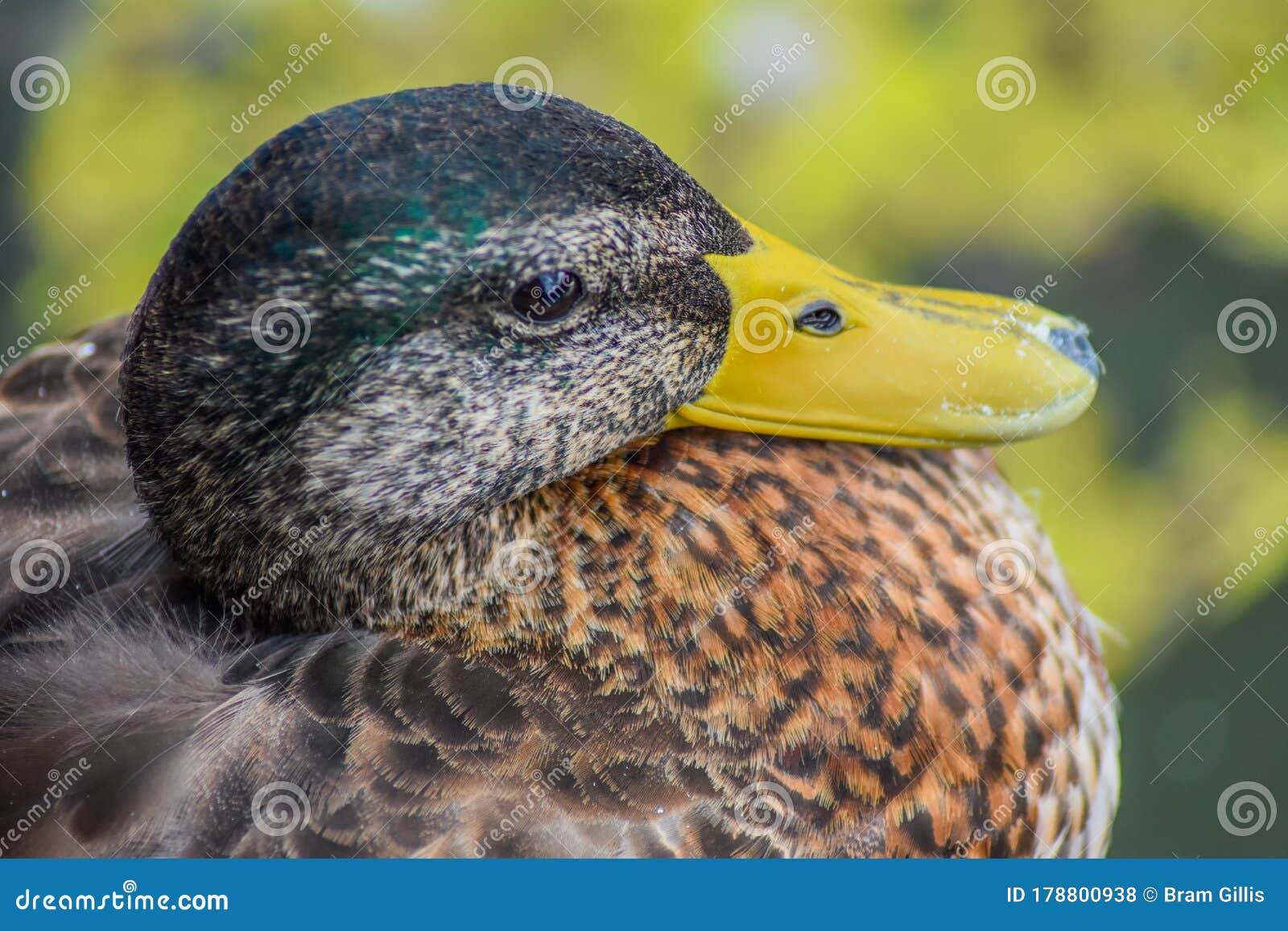 Close-up of a duck stock photo. Image of waterbird, waterfowl - 178800938