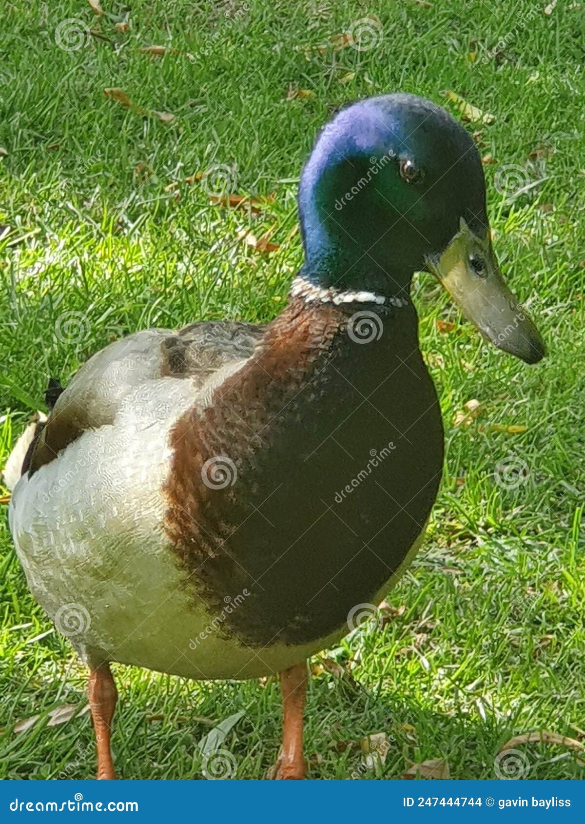 Close up duck stock photo. Image of duck, wildlife, green - 247444744
